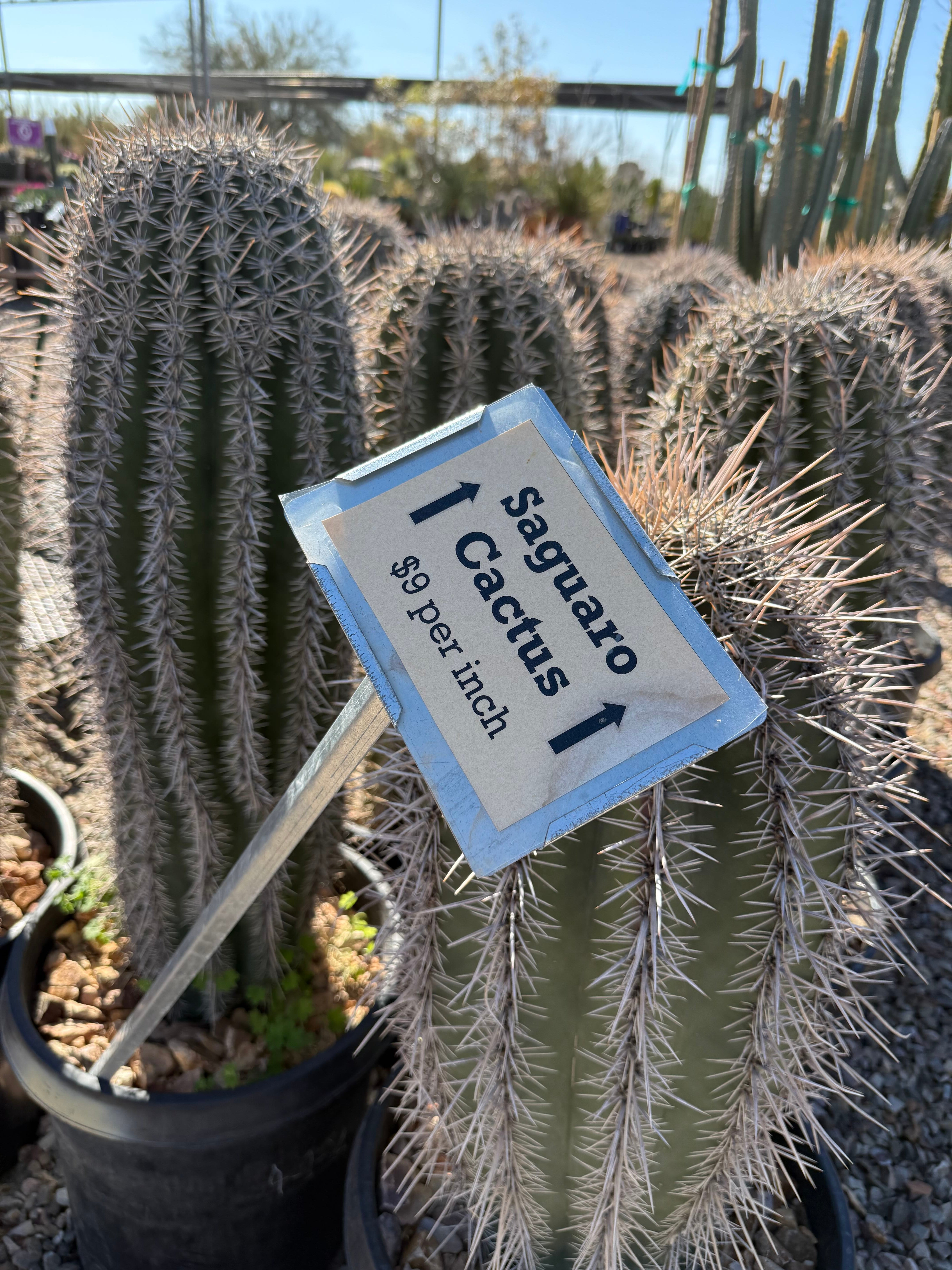 This is how to price a Saguaro cactus here in their homel...