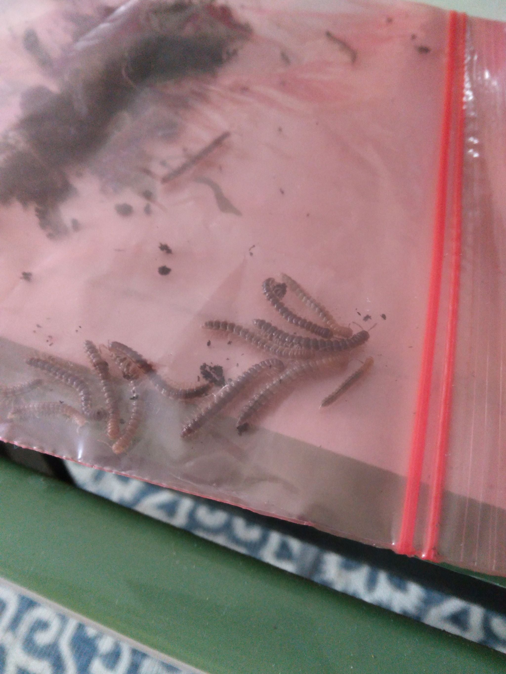 🍌 Step-by-Step Guide to Understanding Banana Plant Lifecycle