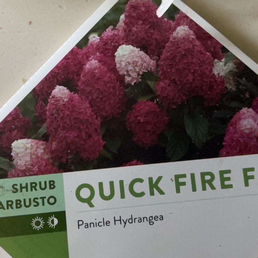 The Complete Quick fire fab hydrangea Plant Care Guide: Water, Light ...