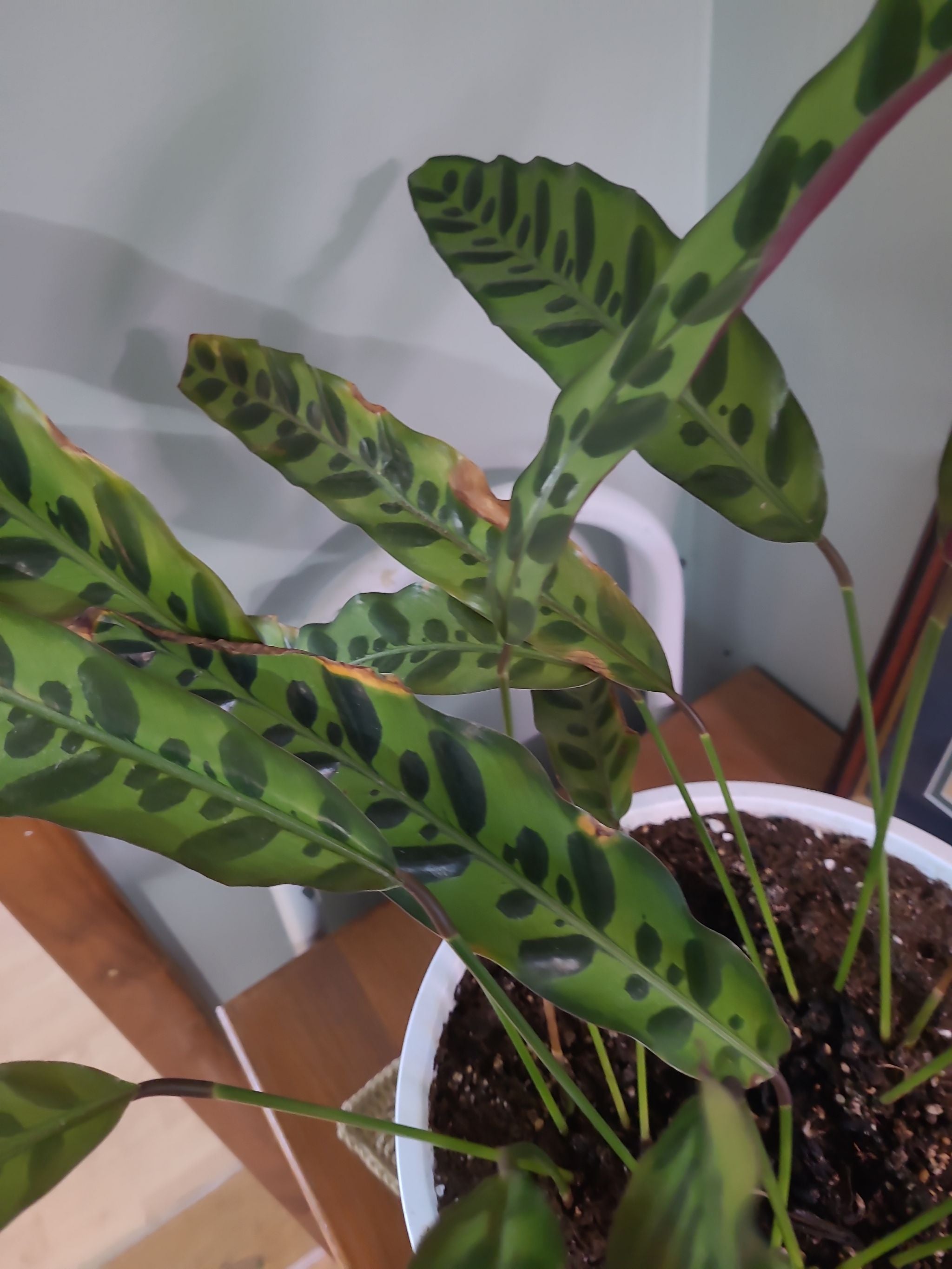 🐍 5 Key Aspects of Rattlesnake Plant Size