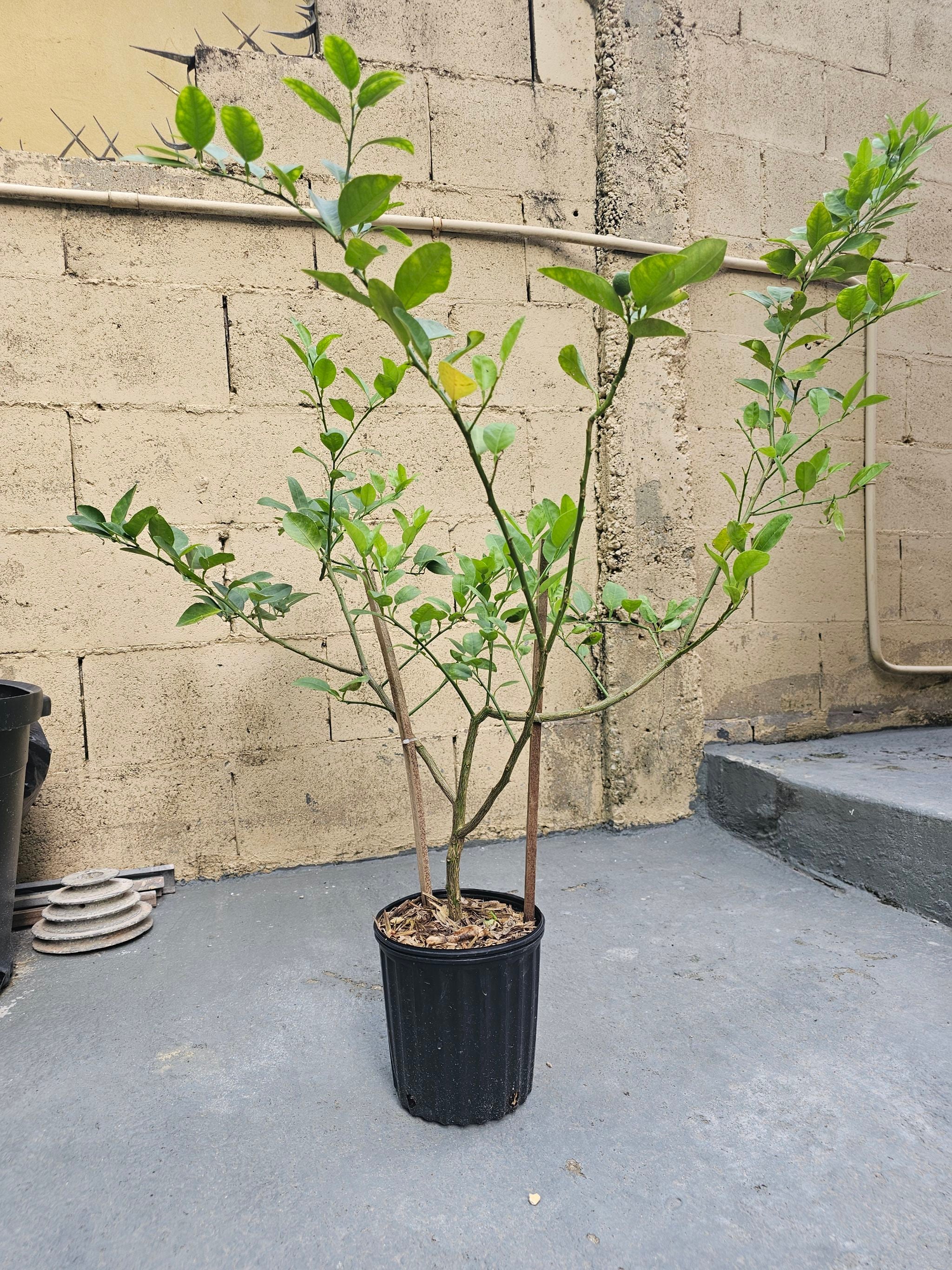 🍋 Why Are My Key Lime Tree Leaves Droopy?