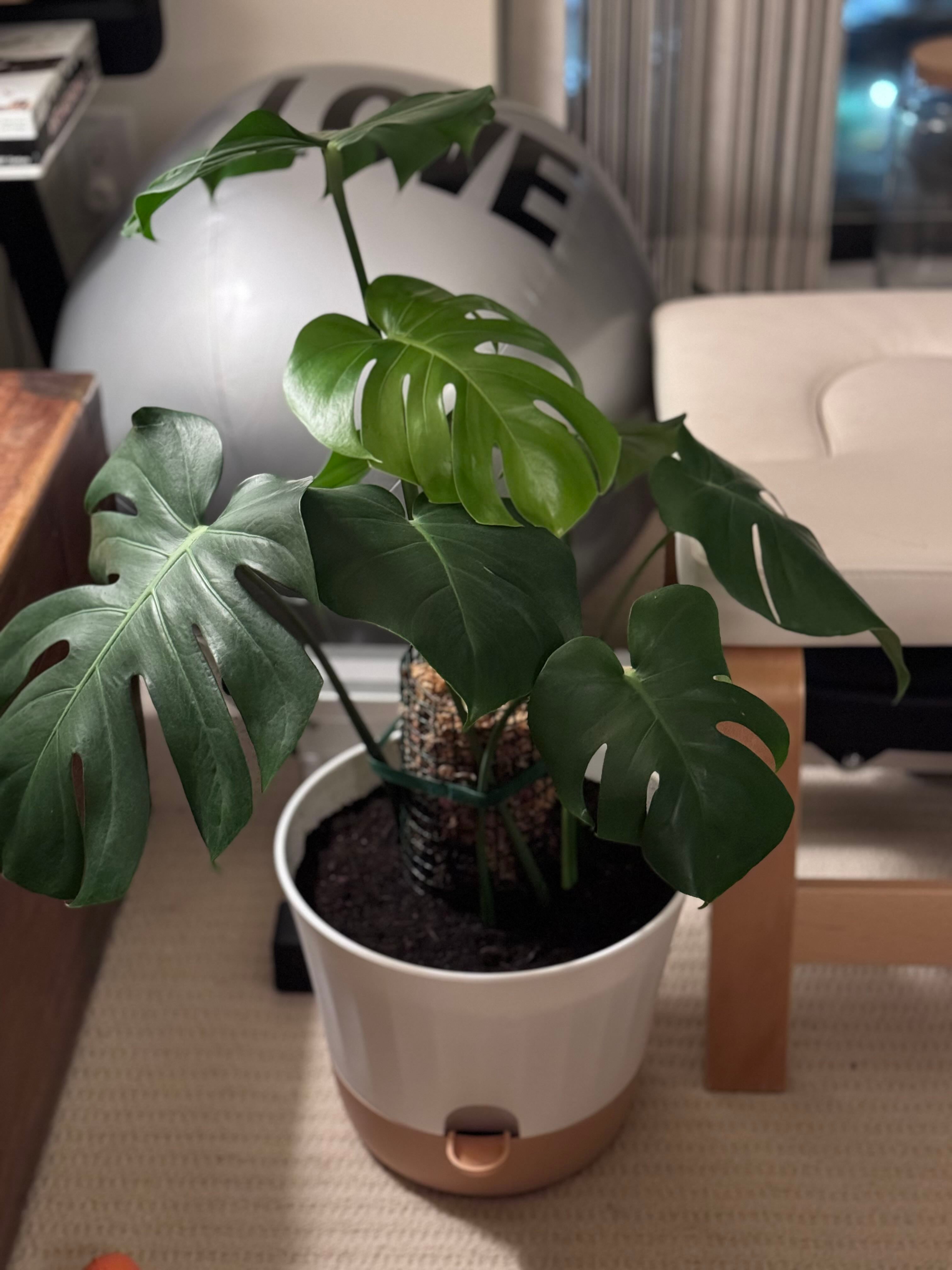 Black Spots on My Monstera pinnatipartita 'Siam' Leaves