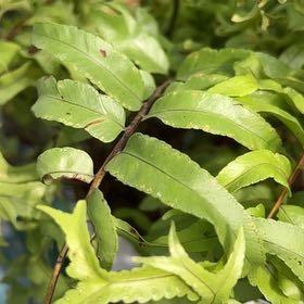 Fishtail Fern Plant Care: Water, Light, Nutrients | Greg App 🌱