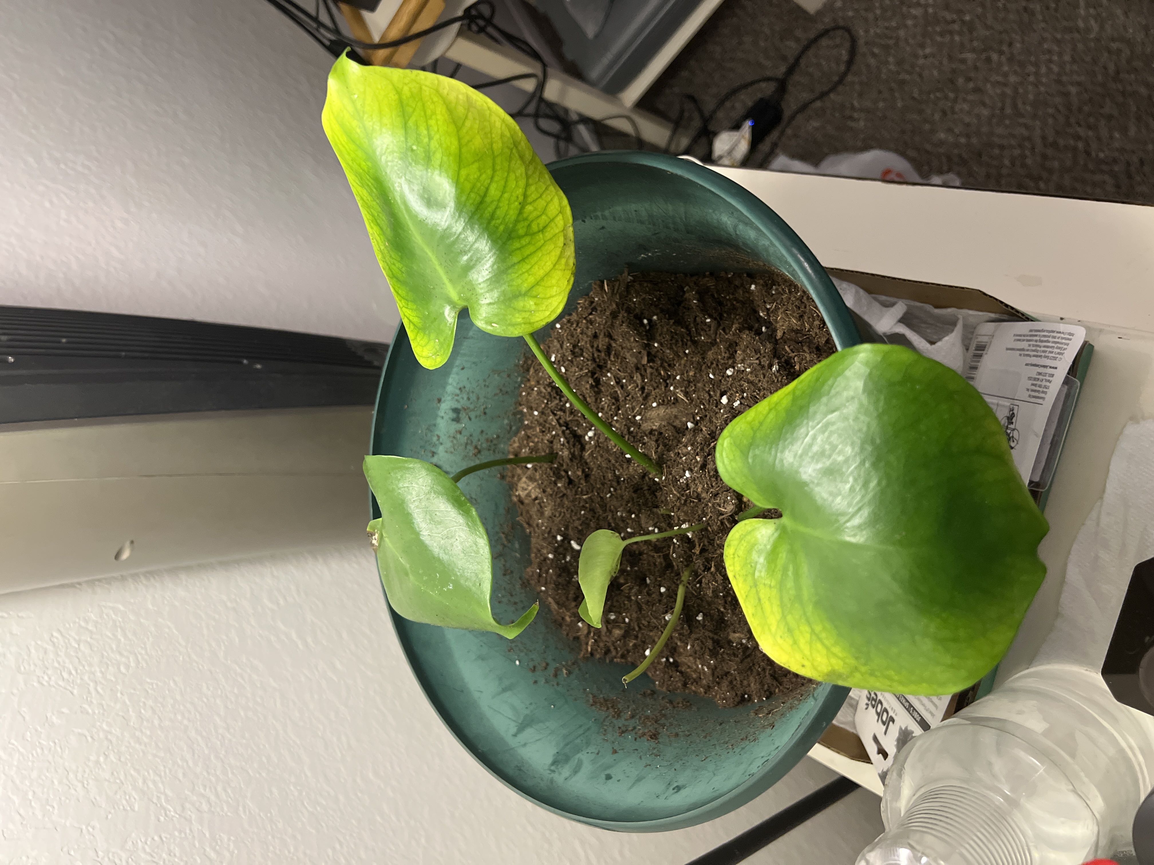 Astoria | A plant by @PsychedupGinger on Greg