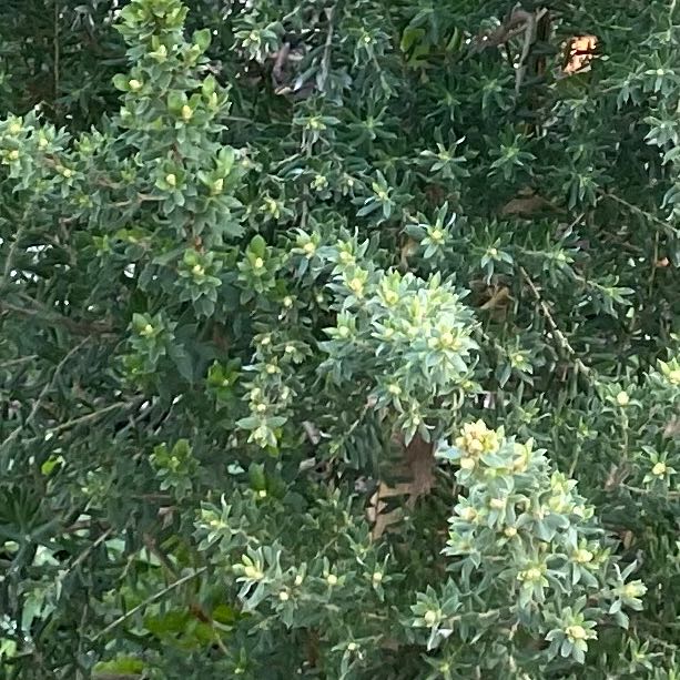 Woolly Tea-Tree Plant Care: Water, Light, Nutrients | Greg App 🌱