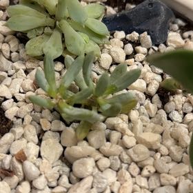 Senecio 'Mini Blue' Plant Care: Water, Light, Nutrients | Greg App 🌱