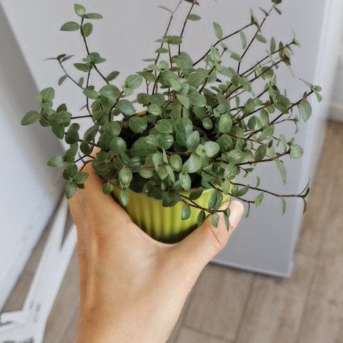 Peperomia perciliata Plant Care: Water, Light, Nutrients | Greg App 🌱