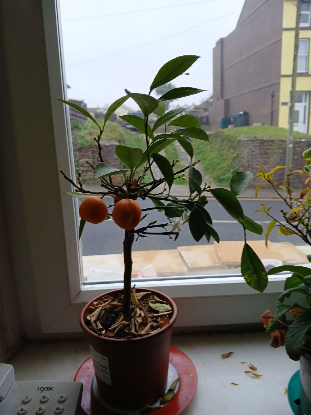Golden Gate Ficus Care 101: Water, Light & Growing Tips