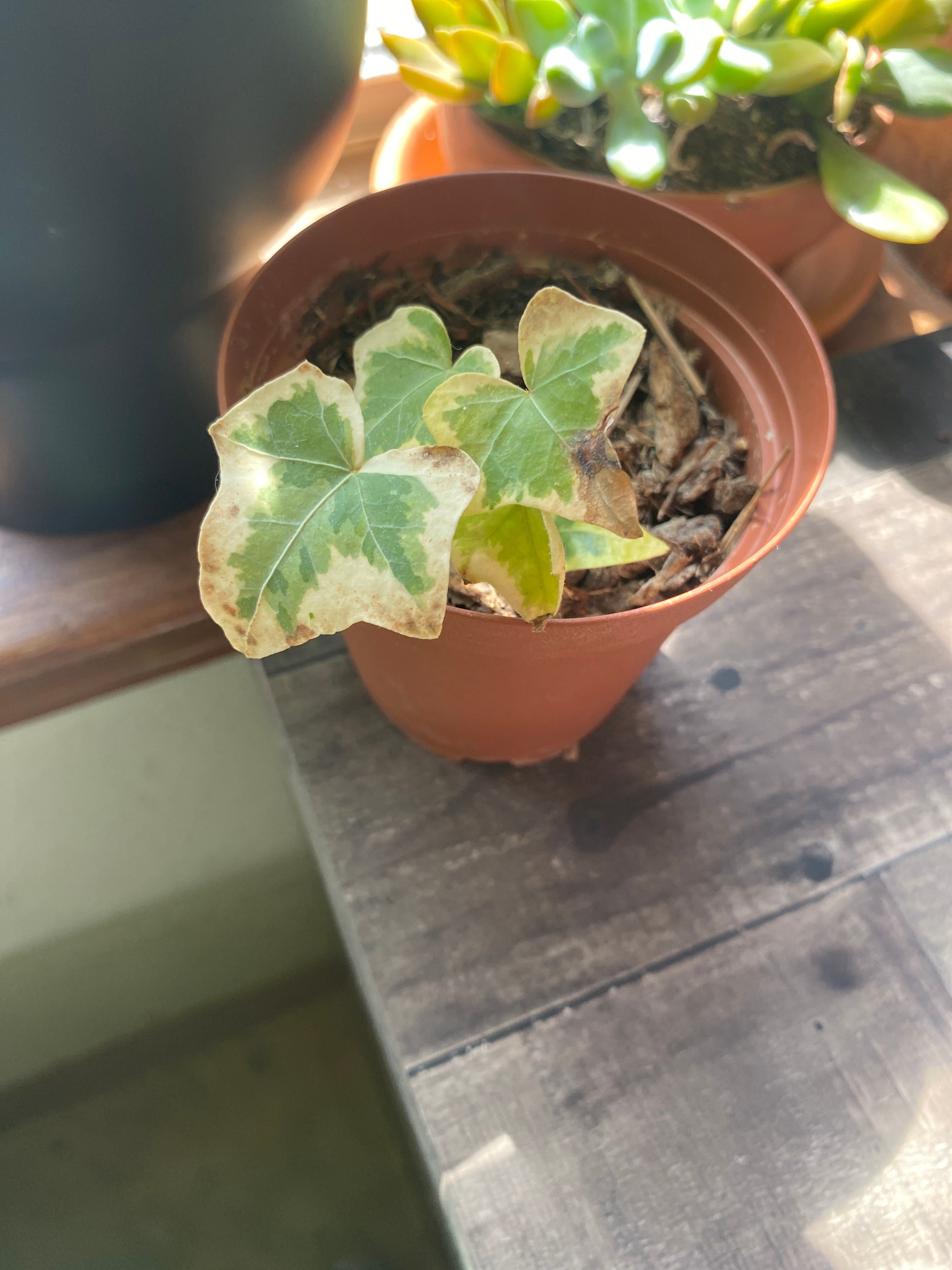 The Complete English Ivy Plant Care Guide: Water, Light & Beyond