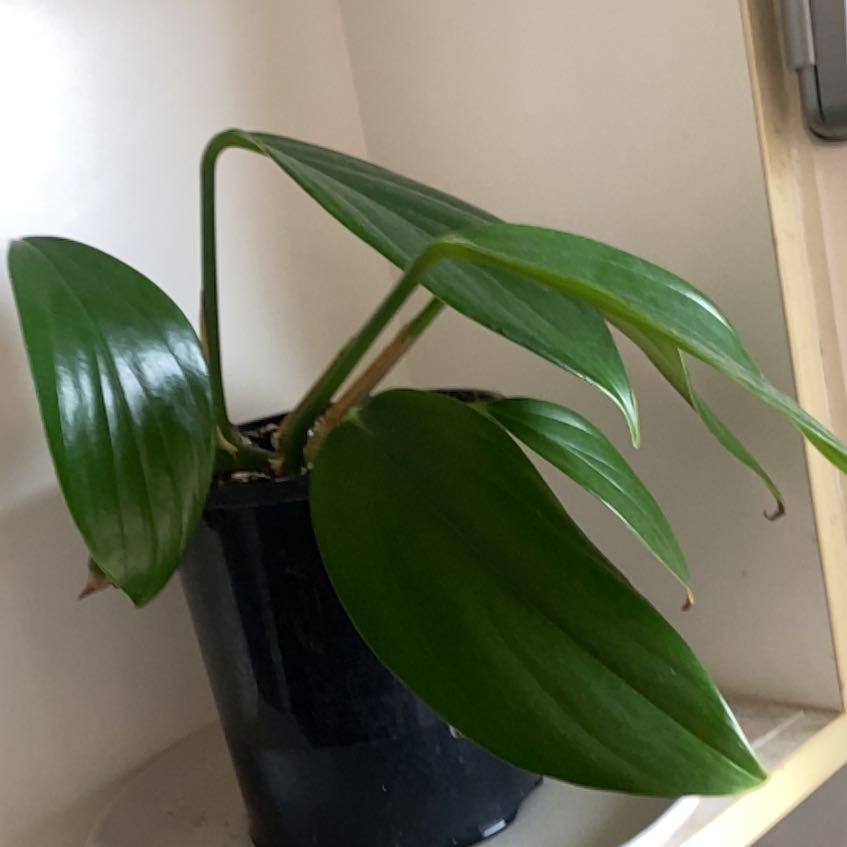 Keep Your Congo Apple Philodendron Alive: Light, Water & Care Instructions