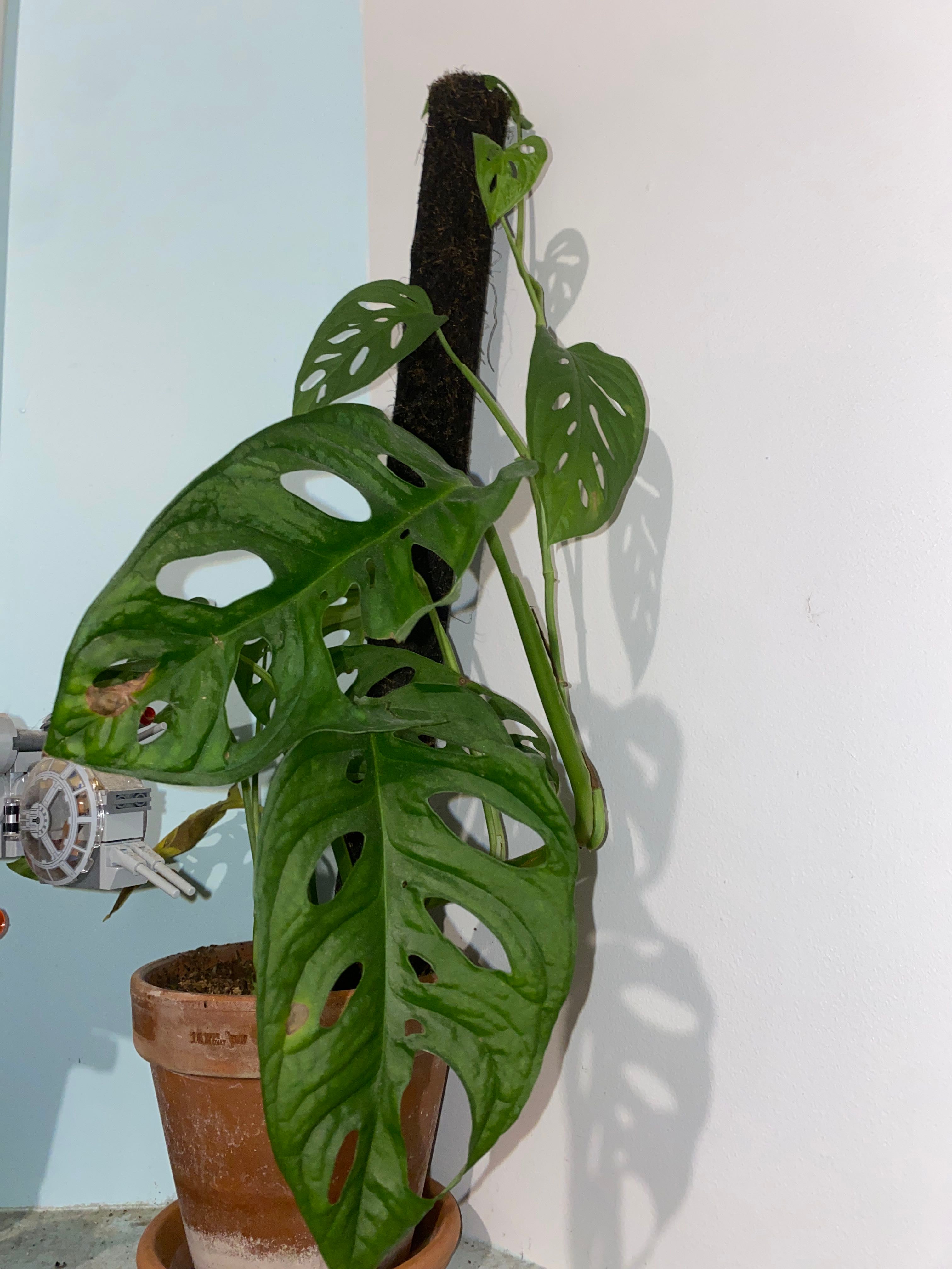 Monstera Green Galaxy (sp Peru): How Much Water & Light Does it Need to ...