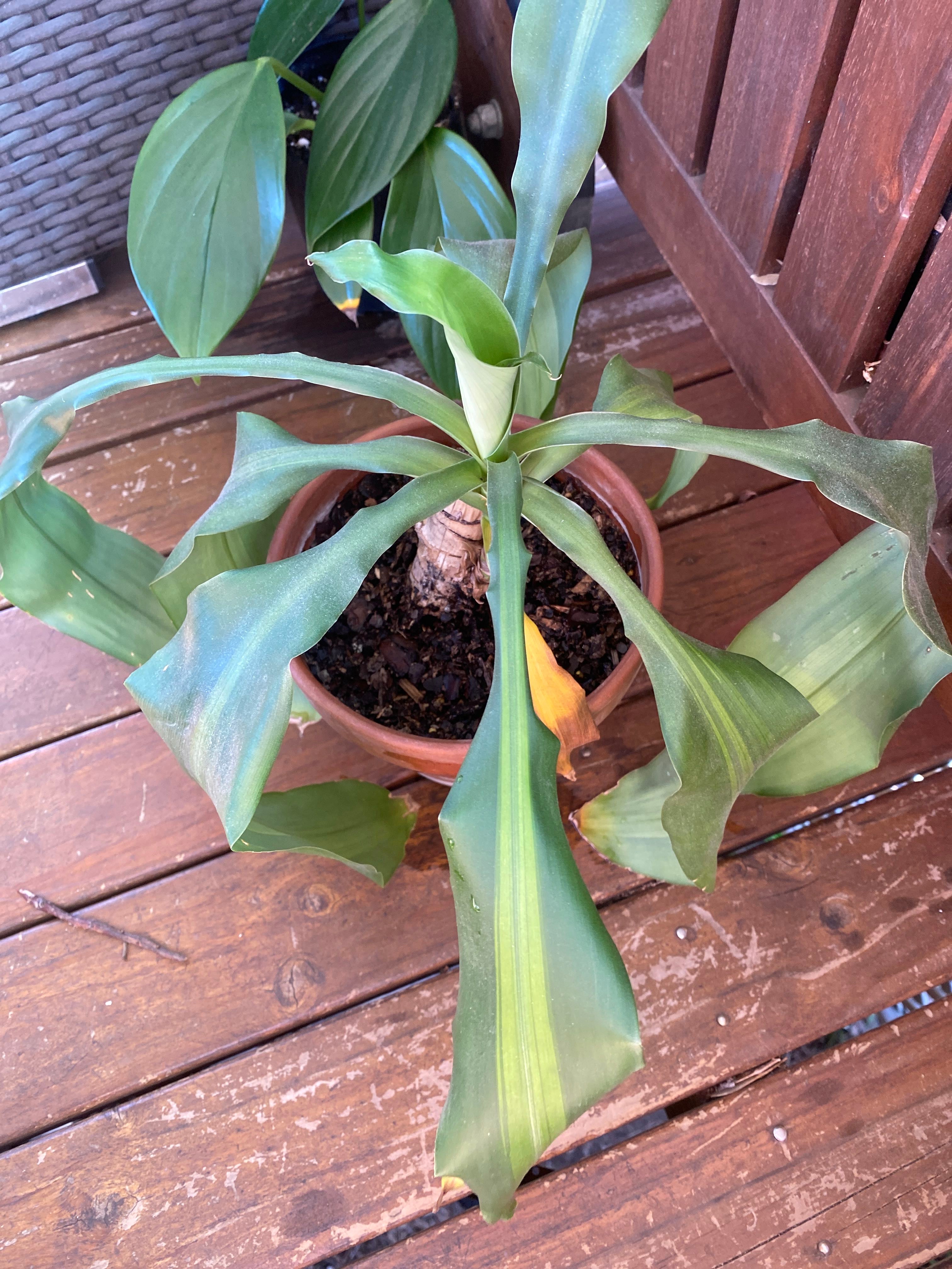 Propagating 🐉 Dragon Tree: Step-by-step Guide