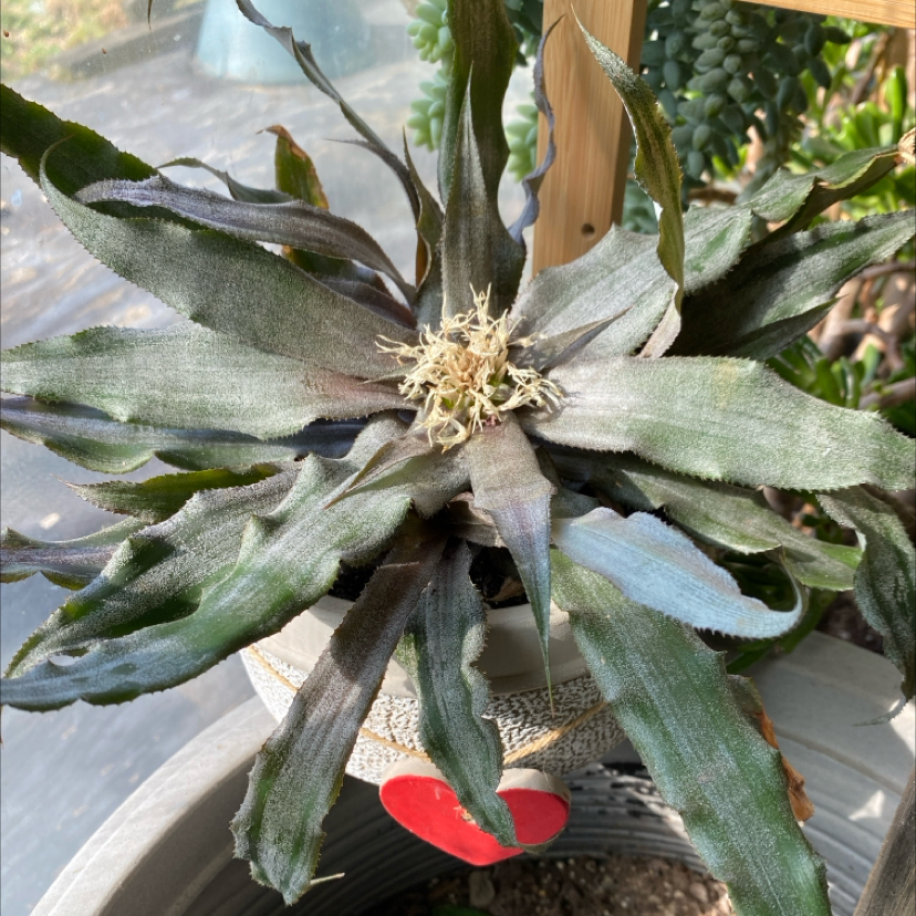 How to Care for Cryptanthus menescal: Mastering Water, Sunlight & More