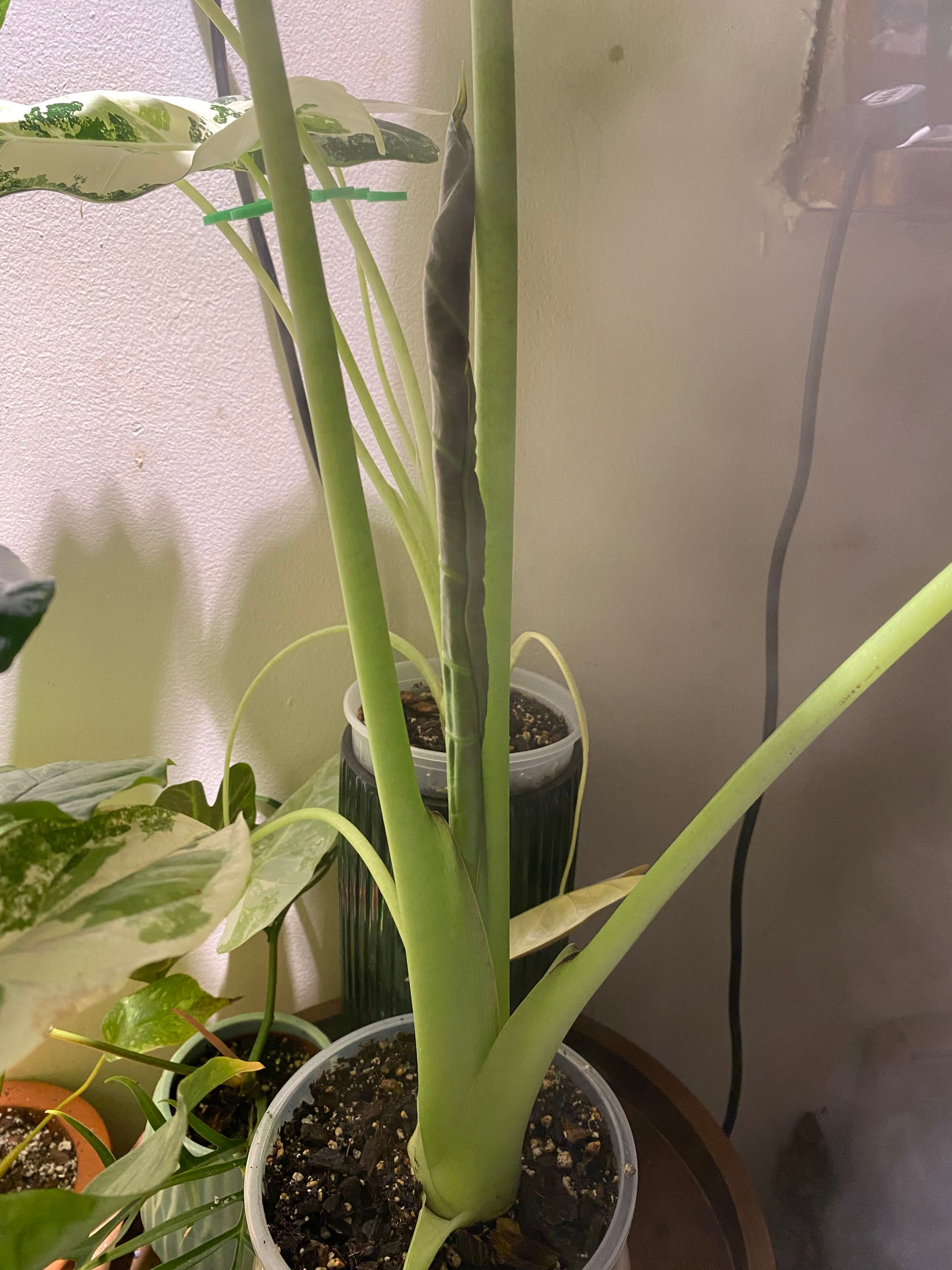 Alocasia 'Mythic Stingray' Plant Care: Water, Light, Nutrients | Greg App 🌱