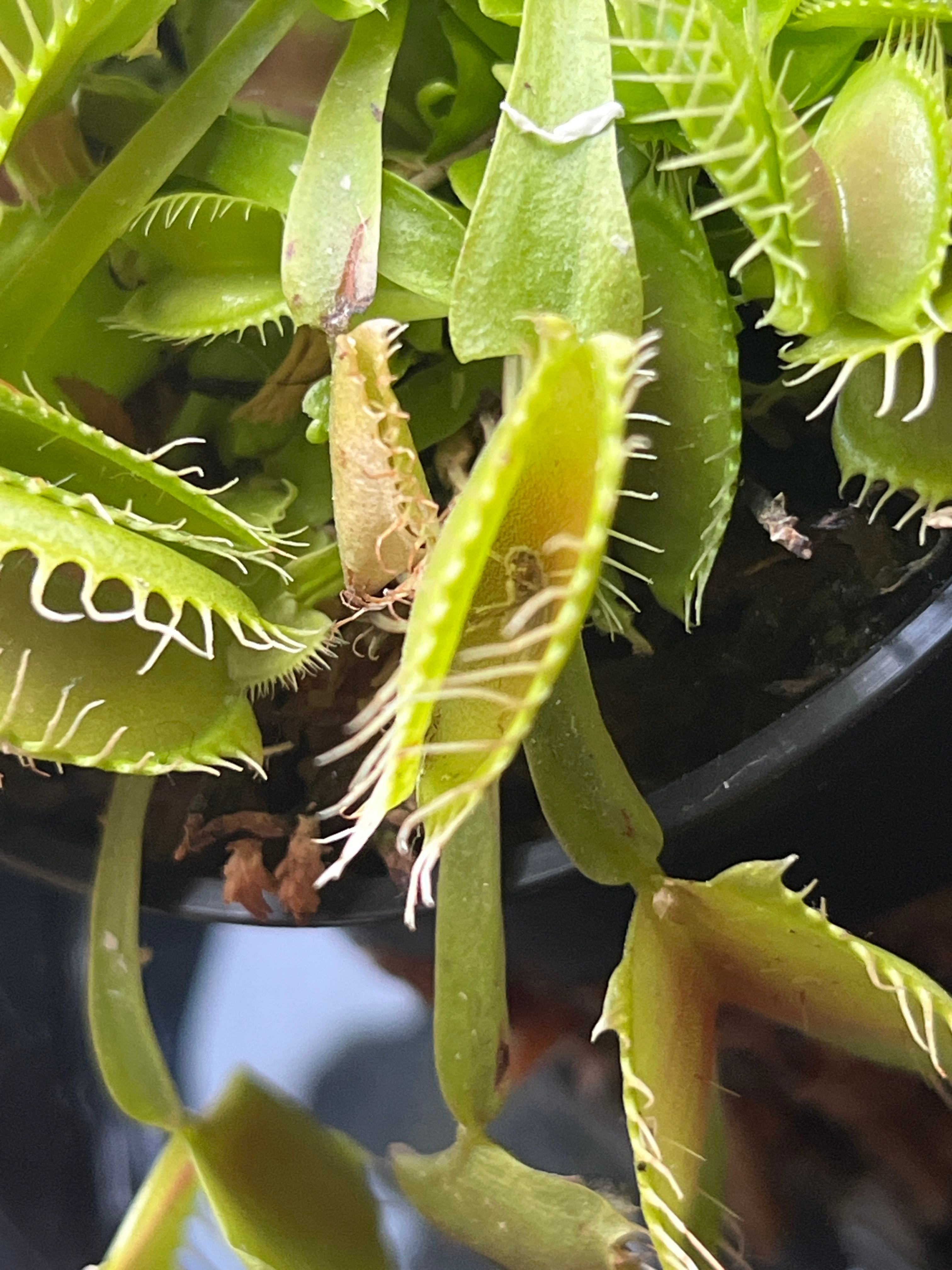 Venus Flytrap: How Much Water & Light Does it Need to Thrive?