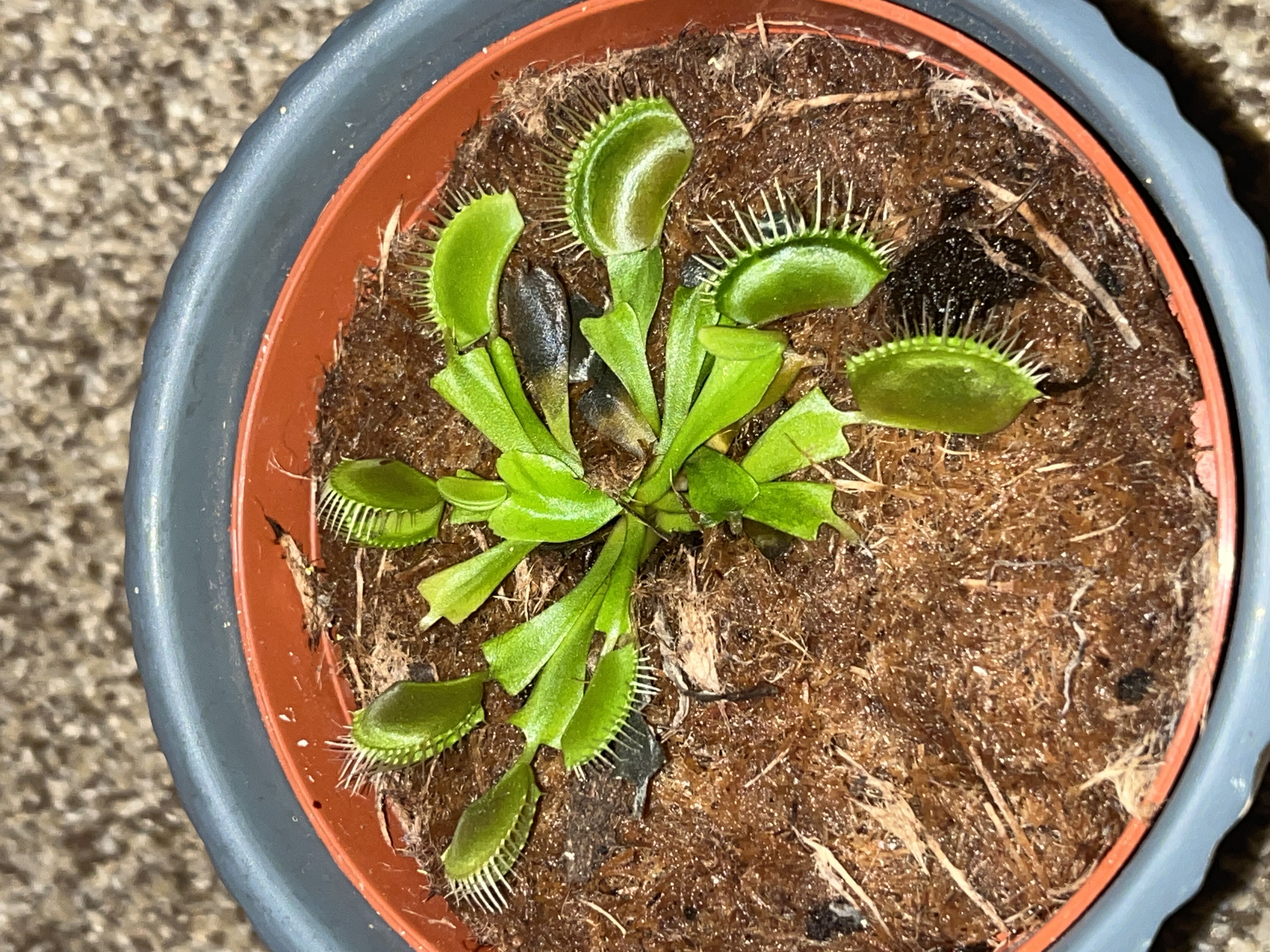 рџє Lifespan Of Venus Flytrap