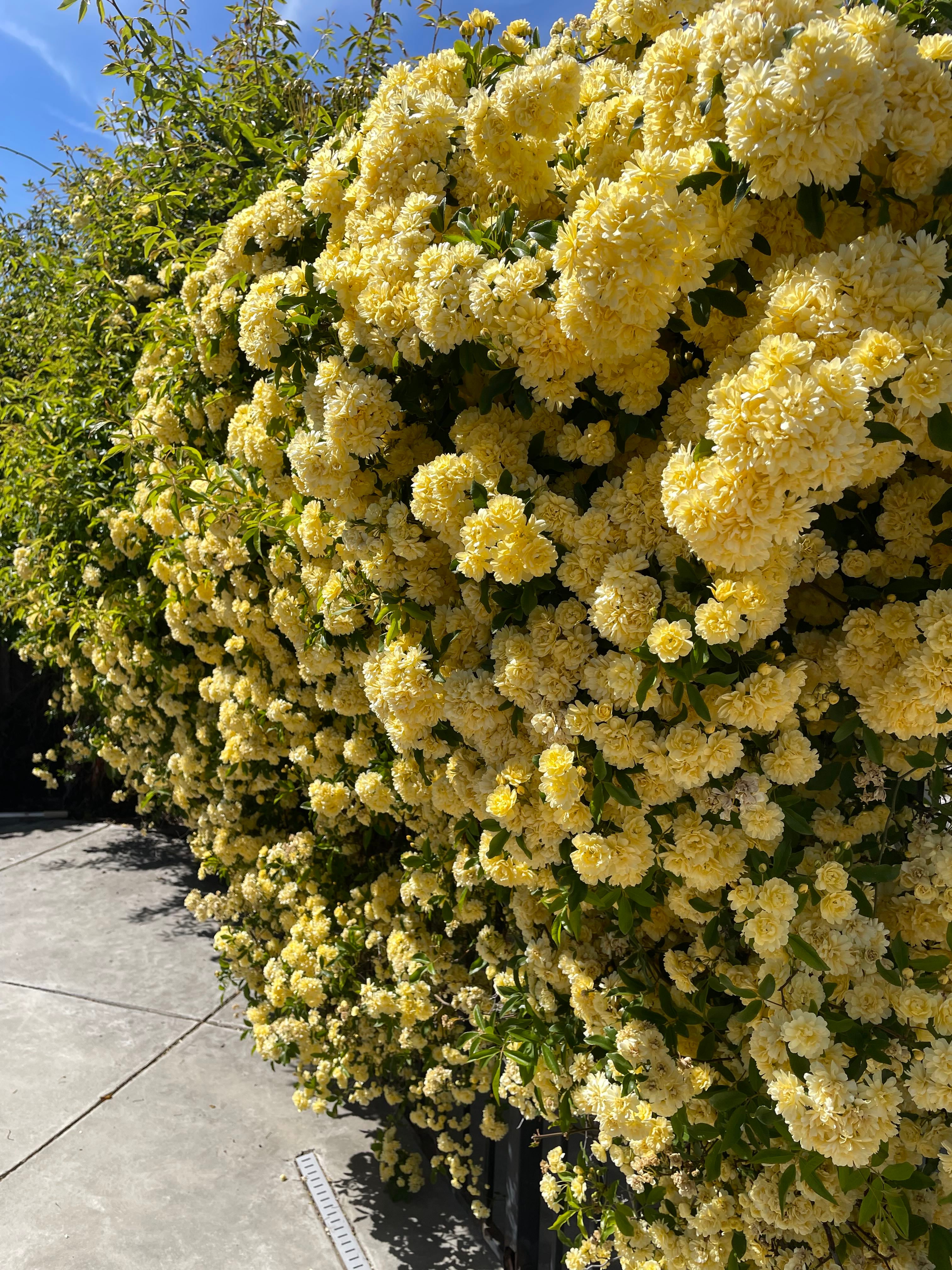 What You Should Know About Yellow Lady Banks' Rose 🌹