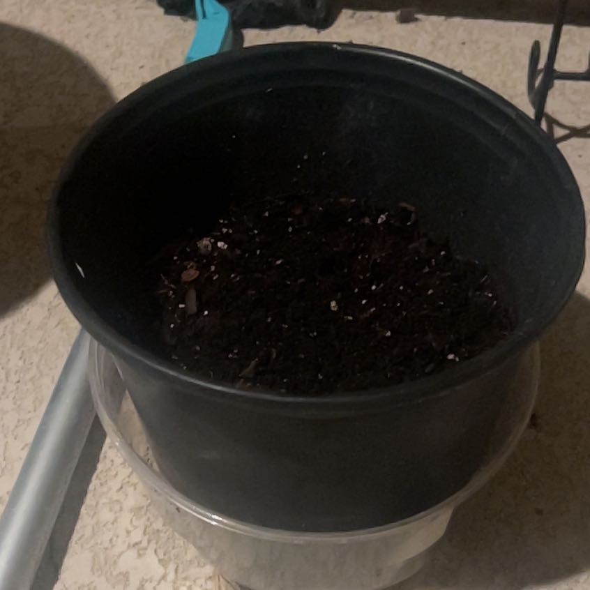 Keep Your Elephant Ear Alive: Light, Water & Care Instructions