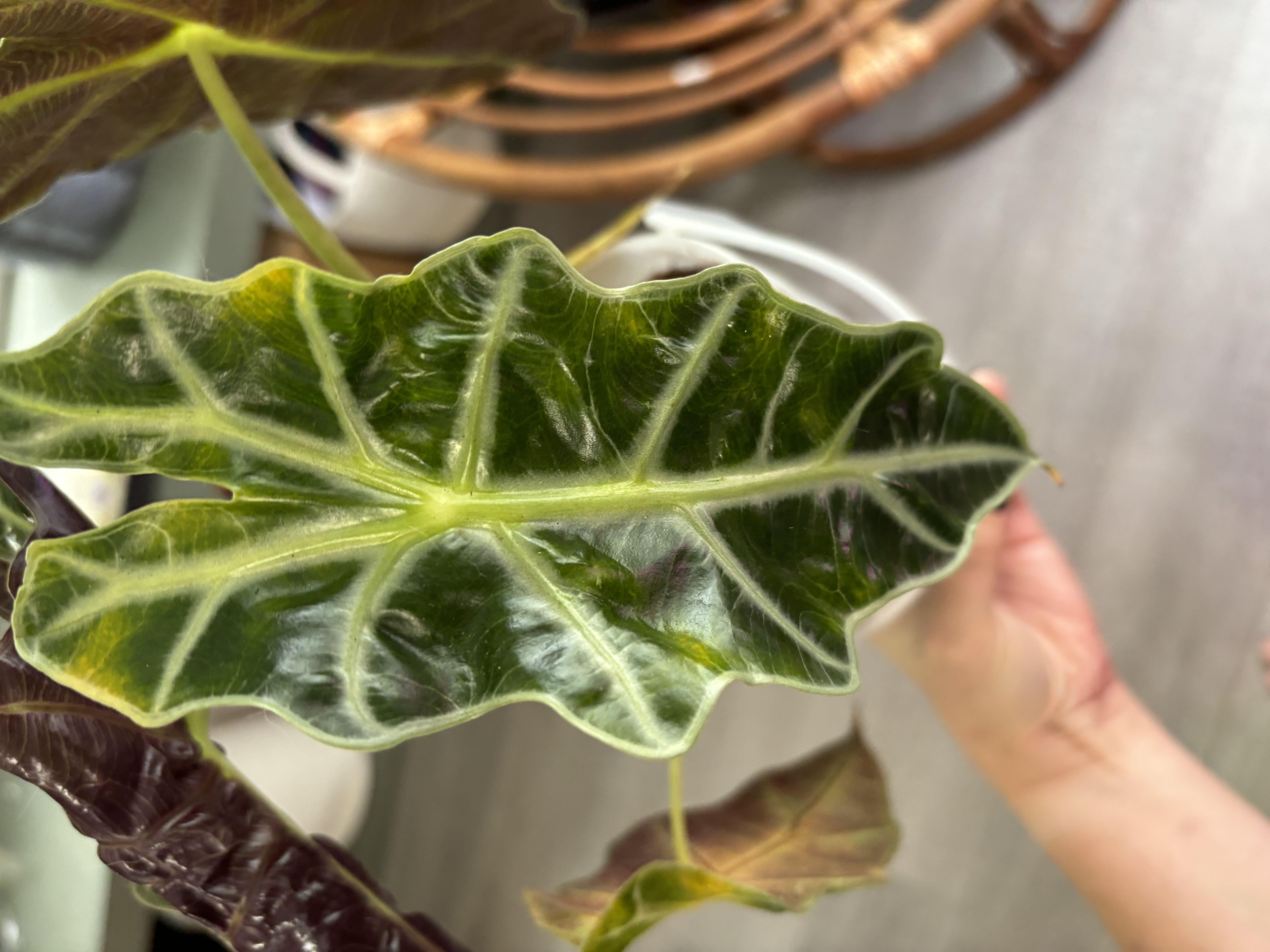 The Complete Alocasia 'Sumo' Elephant Ear Plant Care Guide: Water ...