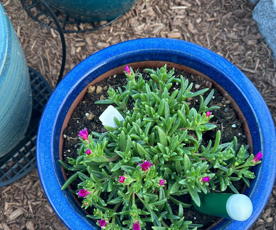 Fire Spinner Ice Plant Plant Care: Water, Light, Nutrients | Greg App 🌱