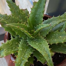 Aloe Night Sky: How Much Water & Light Does it Need to Thrive?