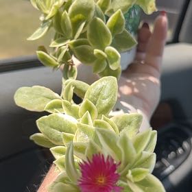 The Complete mezoo trailing red Plant Care Guide: Water, Light & Beyond