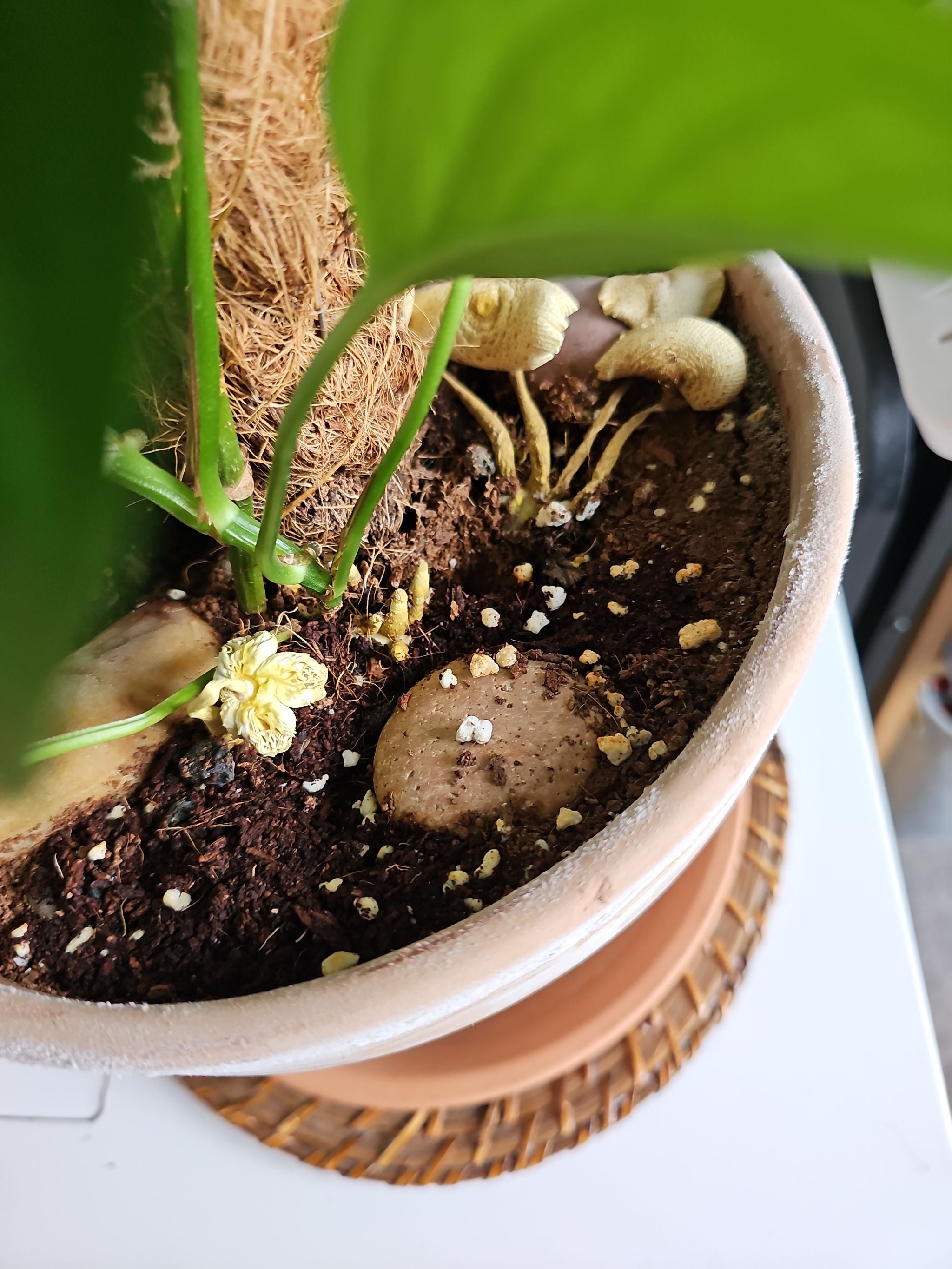 How Long Your Epipremnum Amplissimum Will Live