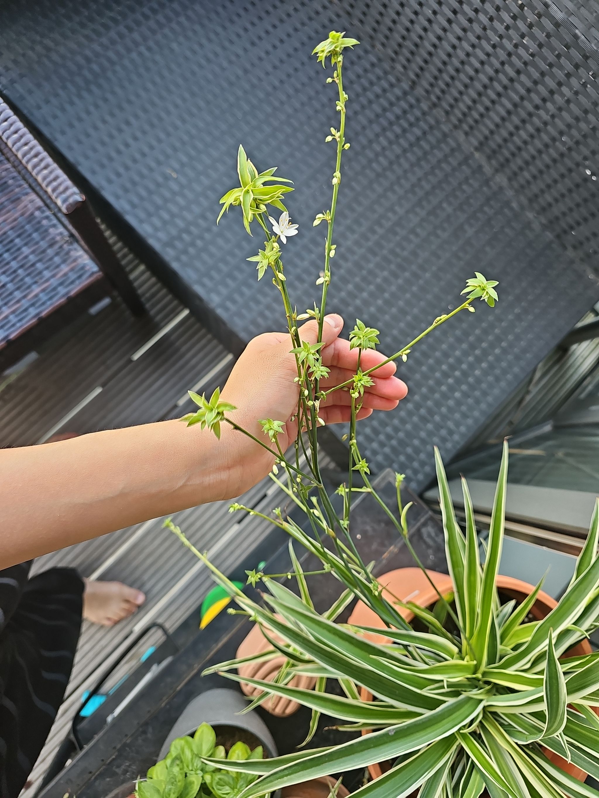🕷 Step-by-Step Guide to Understanding Spider Plant Lifecycle