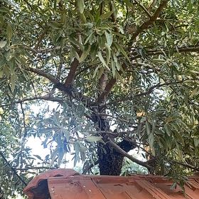 almond tree: How Much Water & Light Does it Need to Thrive?