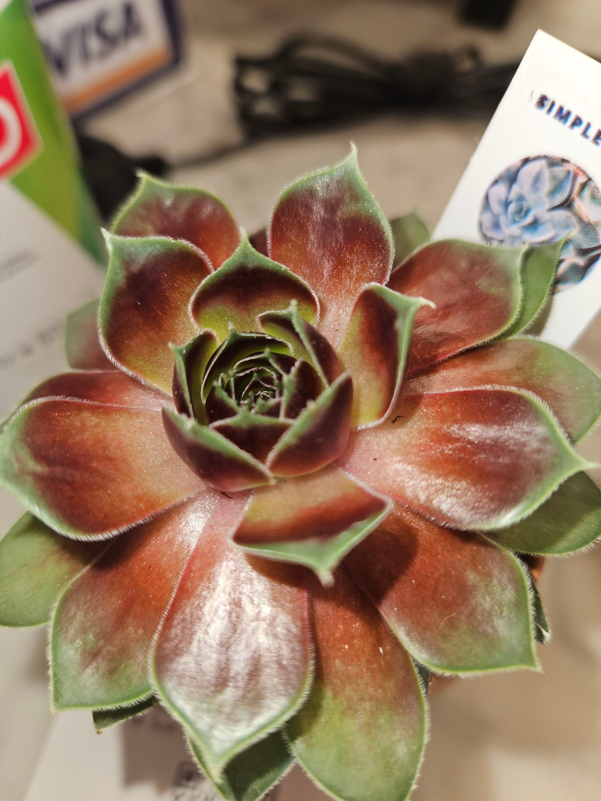 ⭐ Top 8 Pot Features Your Jupiter's Beard Will Love