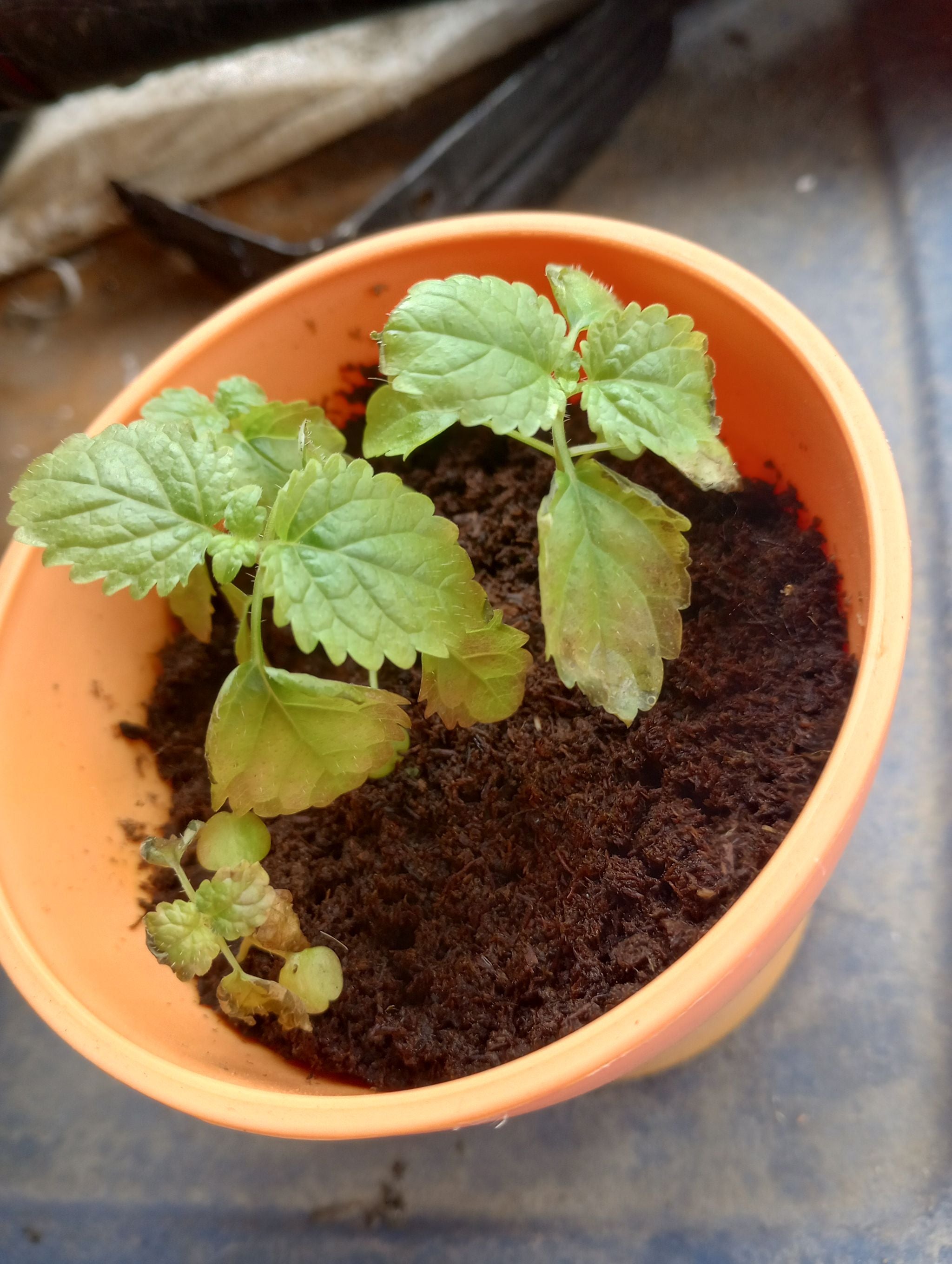 🍋 Ultimate Guide to Indoor Lemon Balm Care