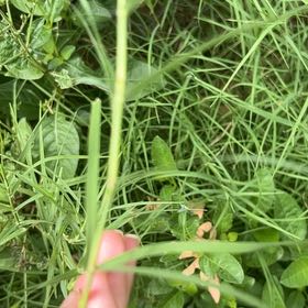 Darnel Plant Care: Water, Light, Nutrients | Greg App 🌱