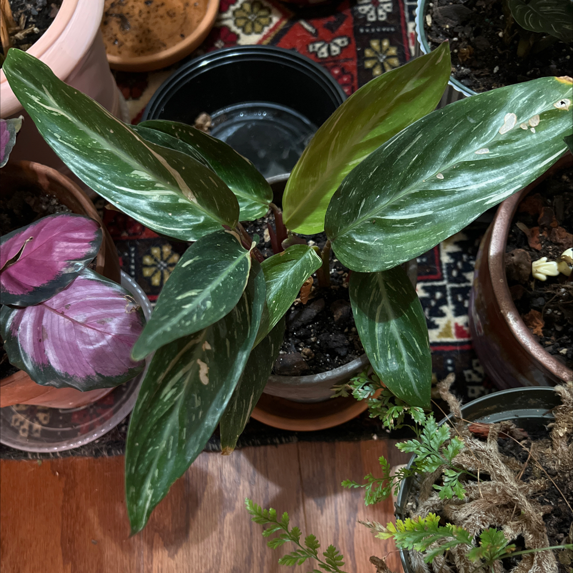 Magic Star calathea Plant Care: Water, Light, Nutrients | Greg App 🌱