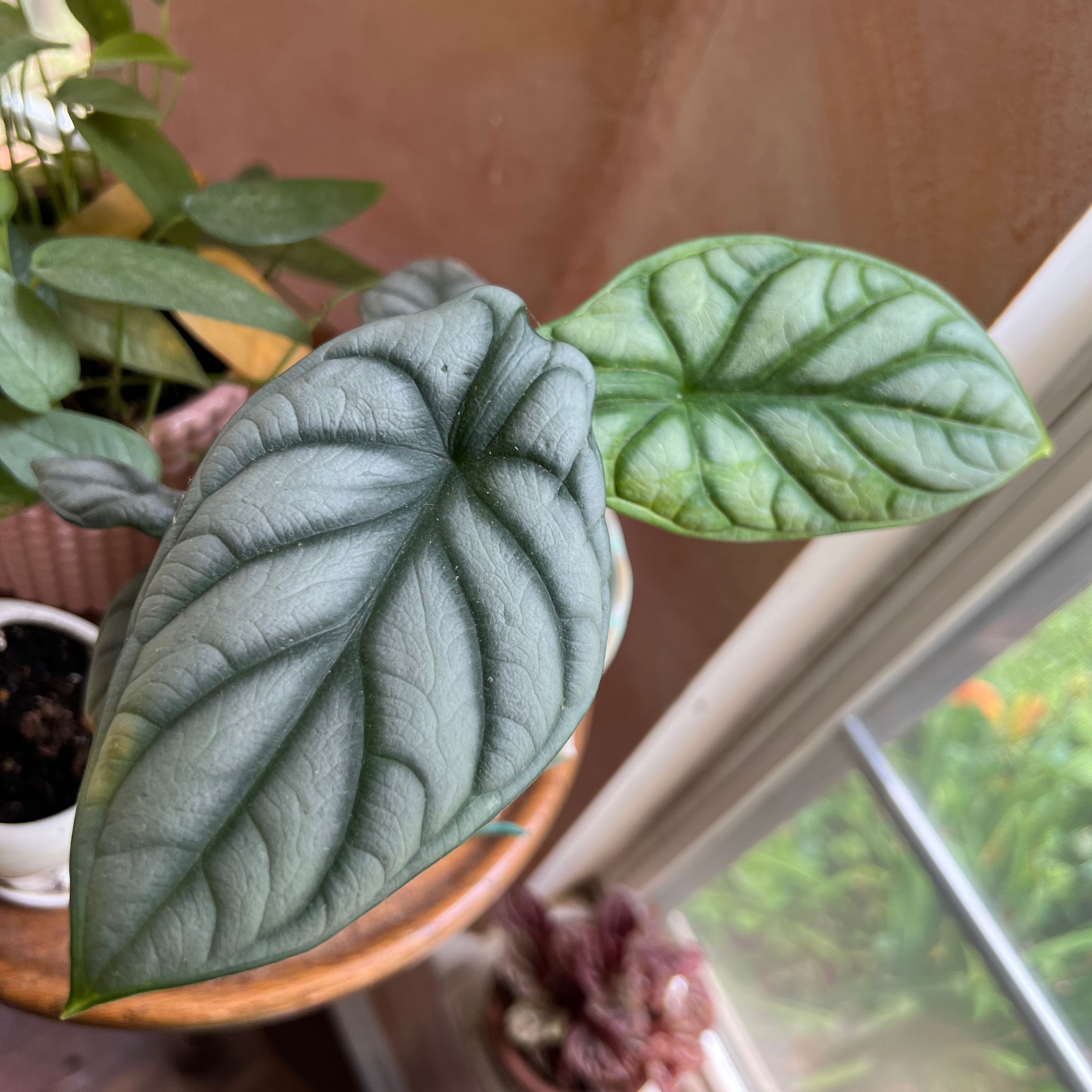 Black Spots on My Silver Dragon Leaves