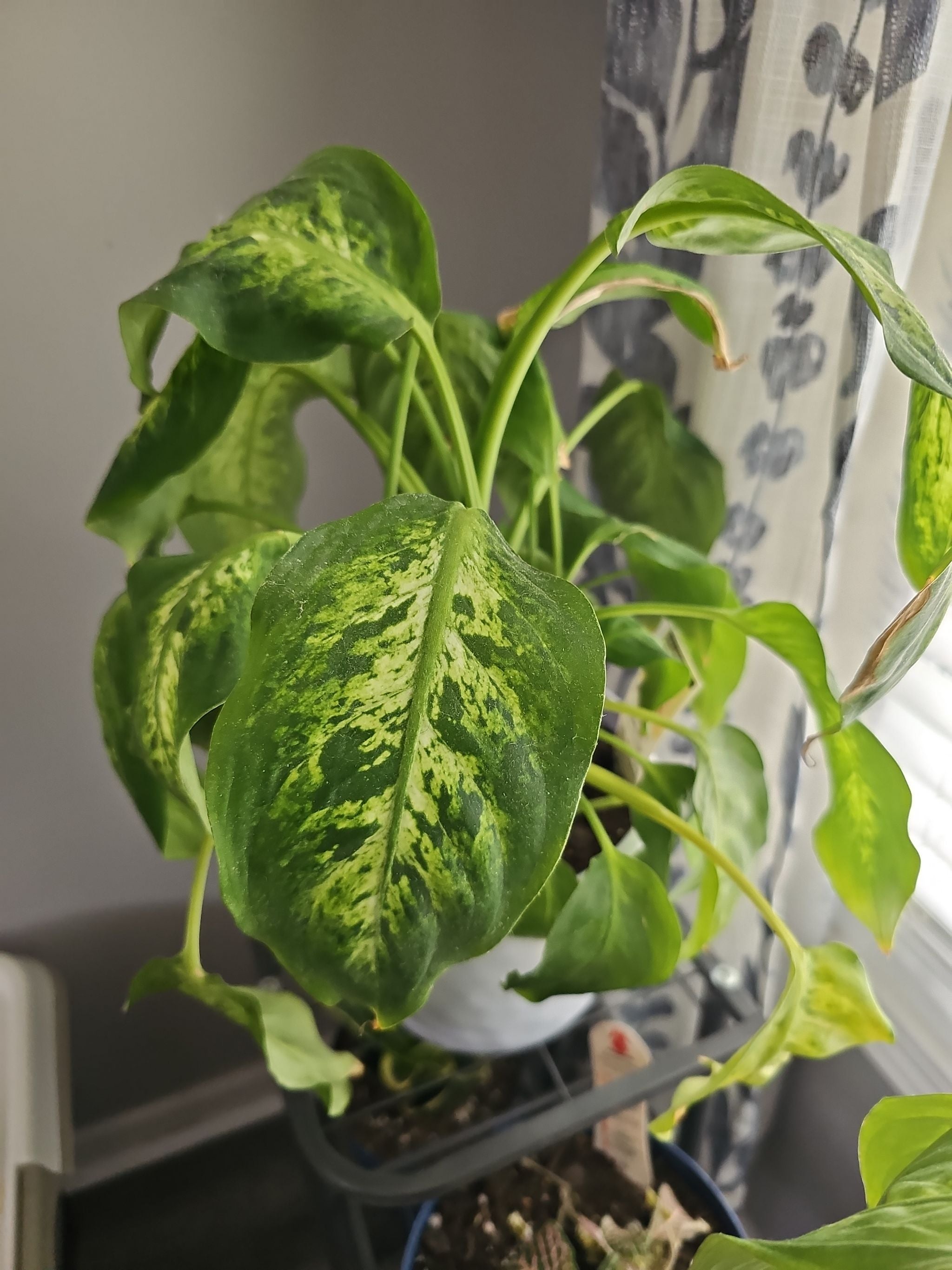 Tropic Mariana Plant Care: Water, Light, Nutrients | Greg App 🌱