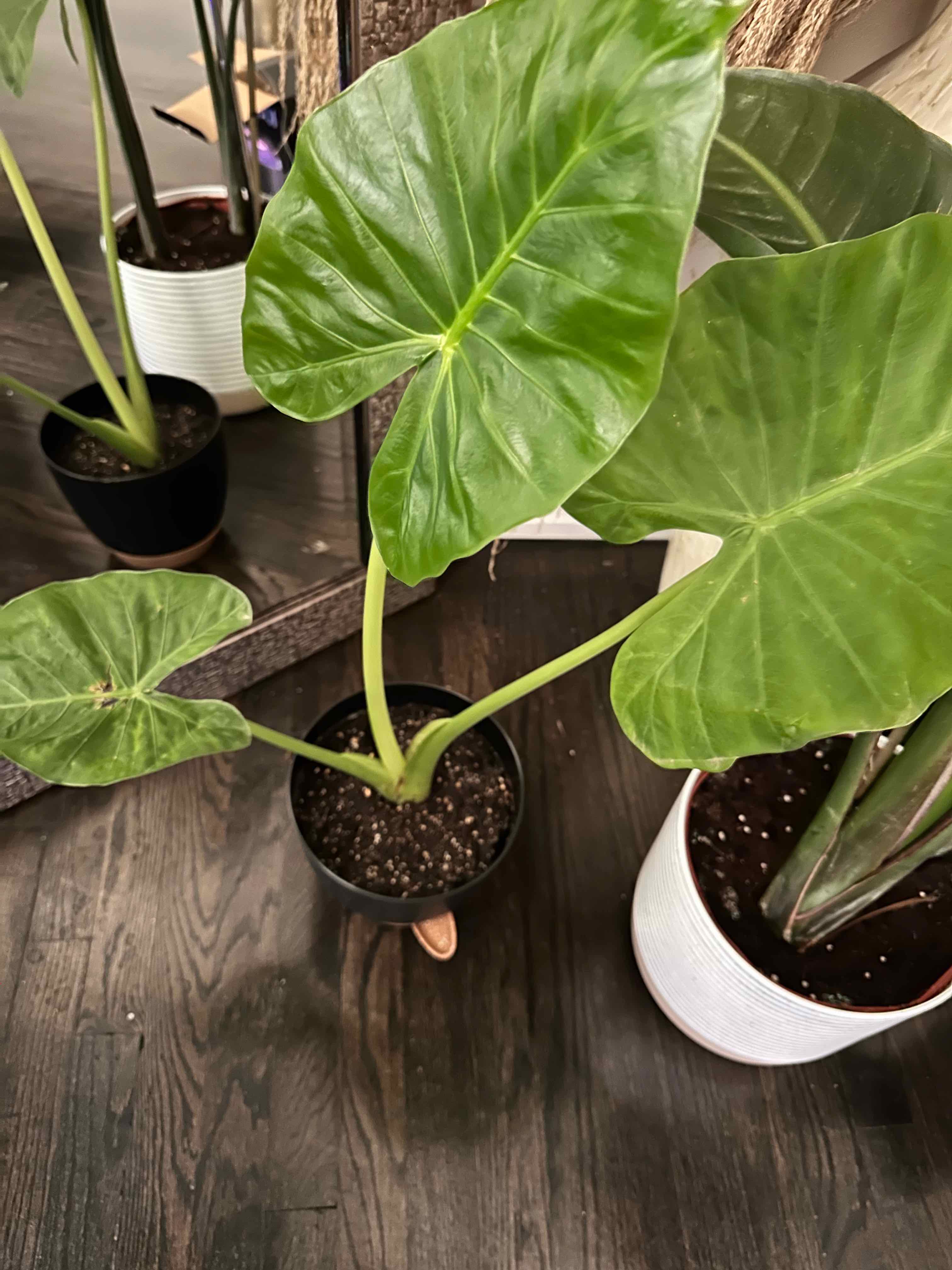 Best Soil Potting Mix for Alocasia 'Calidora'