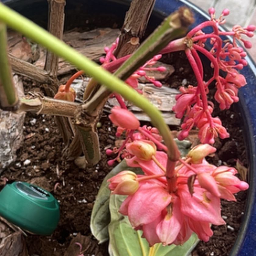 Medillina Care 101: Water, Light & Growing Tips