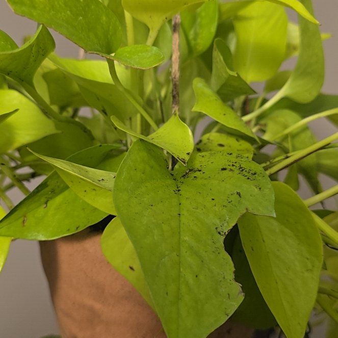 Athena | A plant by @HardyBluehaze on Greg