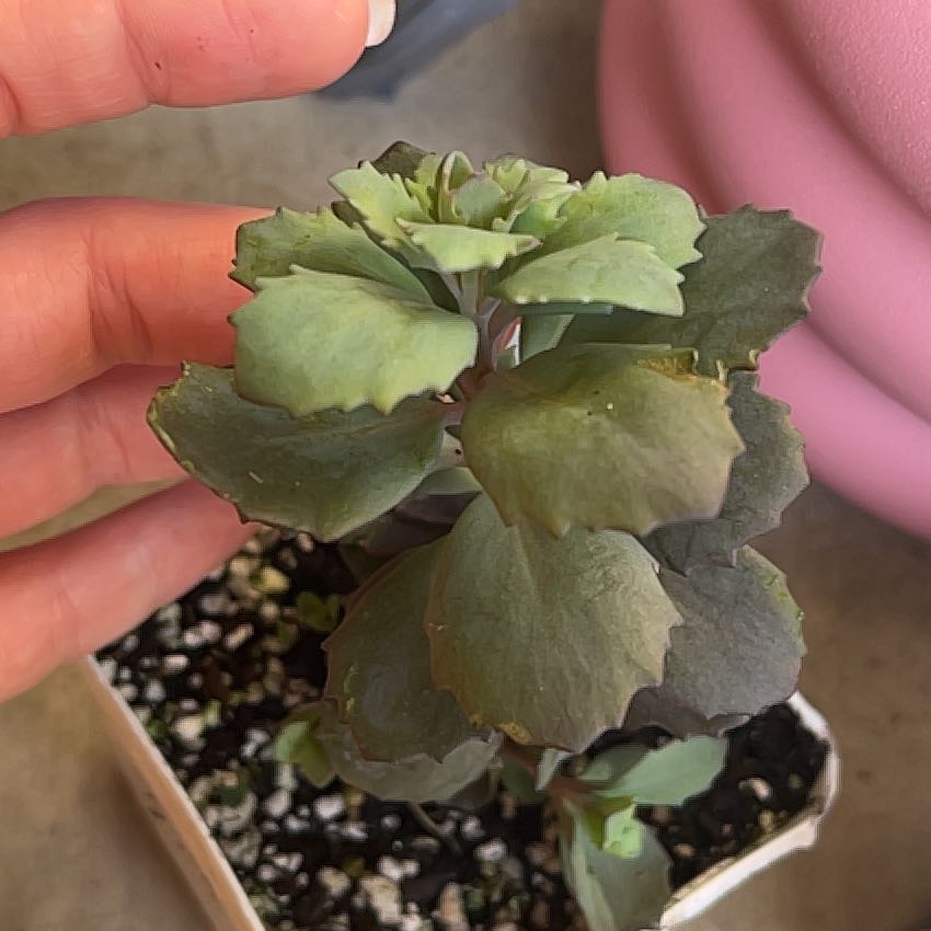 Kobe | A plant by @TidyBowerwattle on Greg