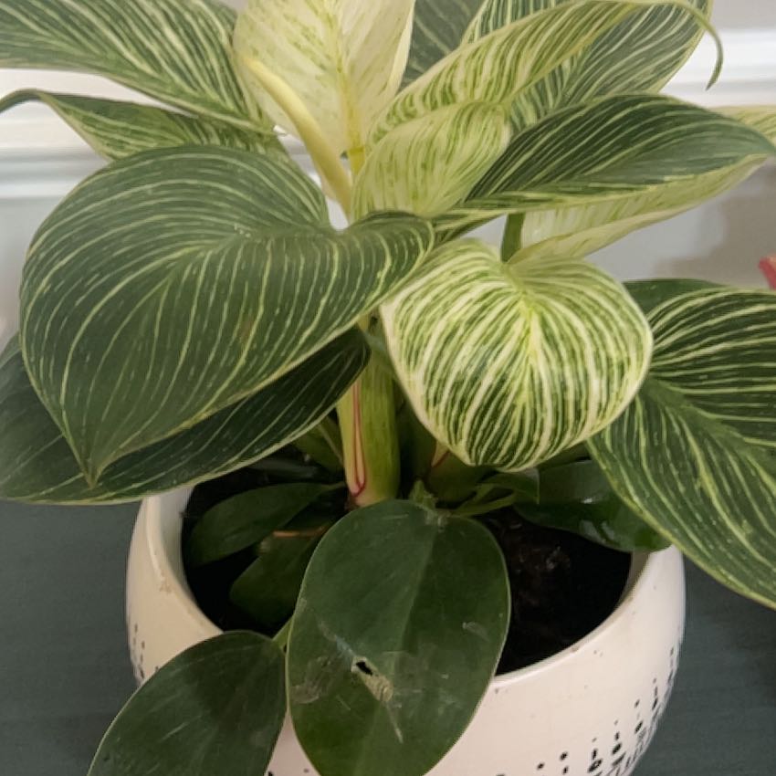 Xena | A plant by @Kdaehler on Greg