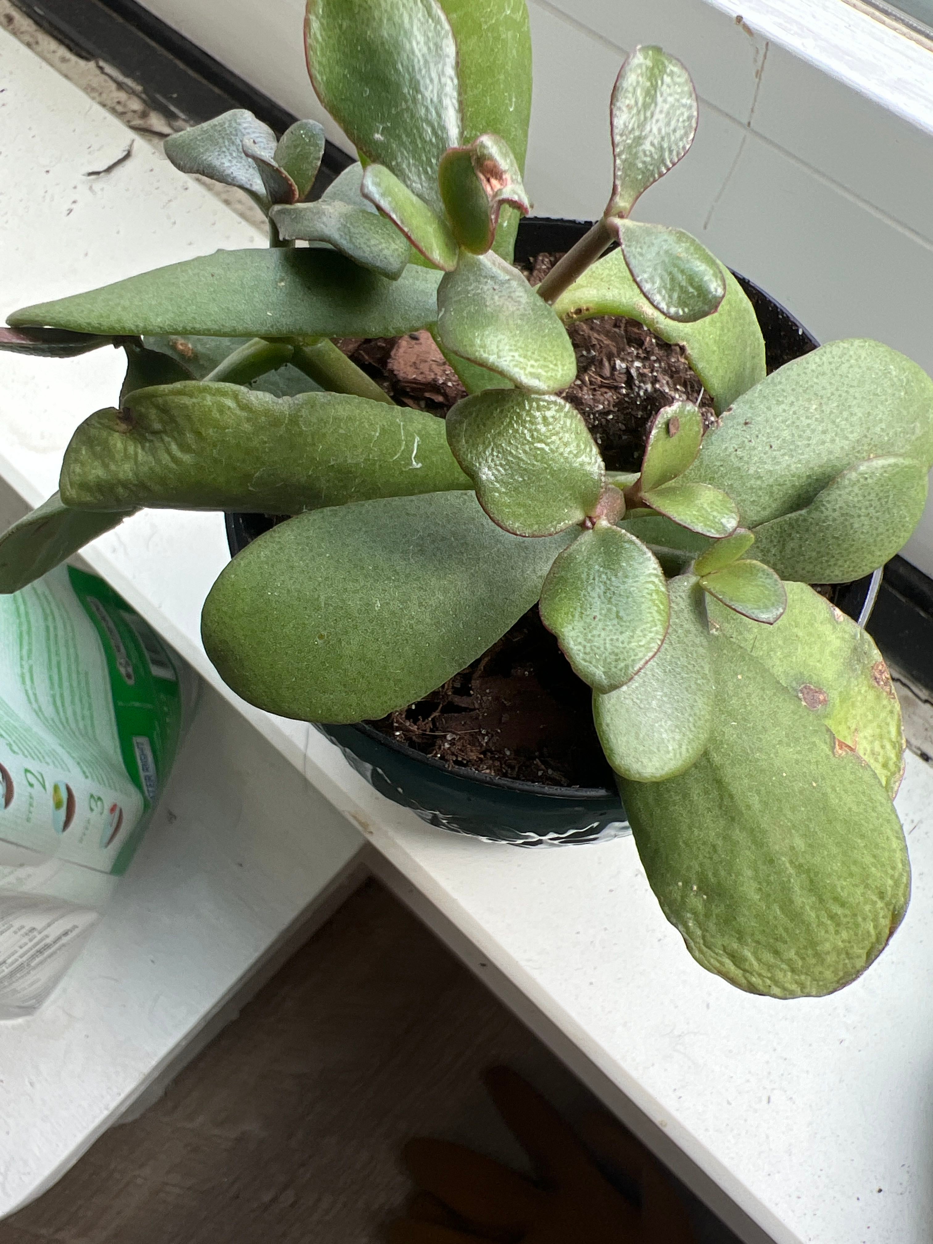 Keep Your Akai Jade Alive: Light, Water & Care Instructions