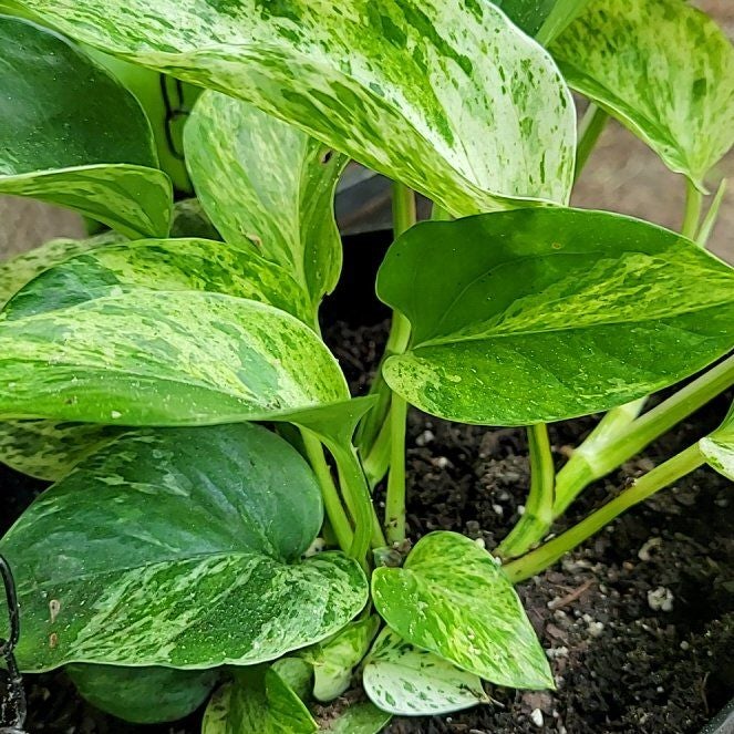 Queeny | A plant by @ContentLacefern on Greg