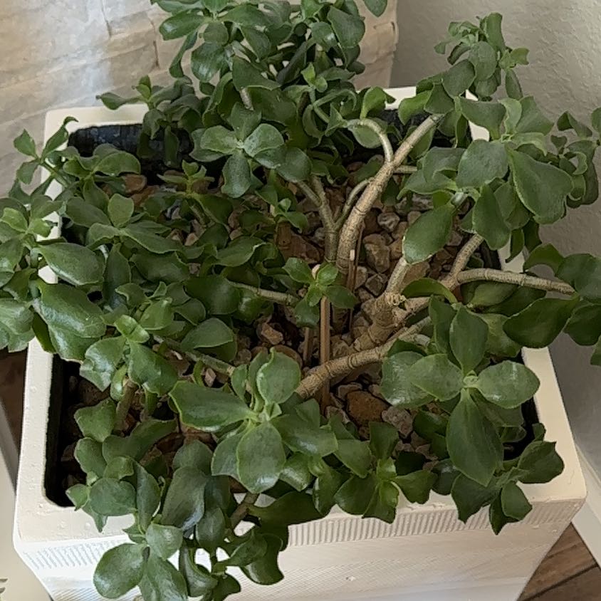 Marley | A plant by @PrizeCanecactus on Greg