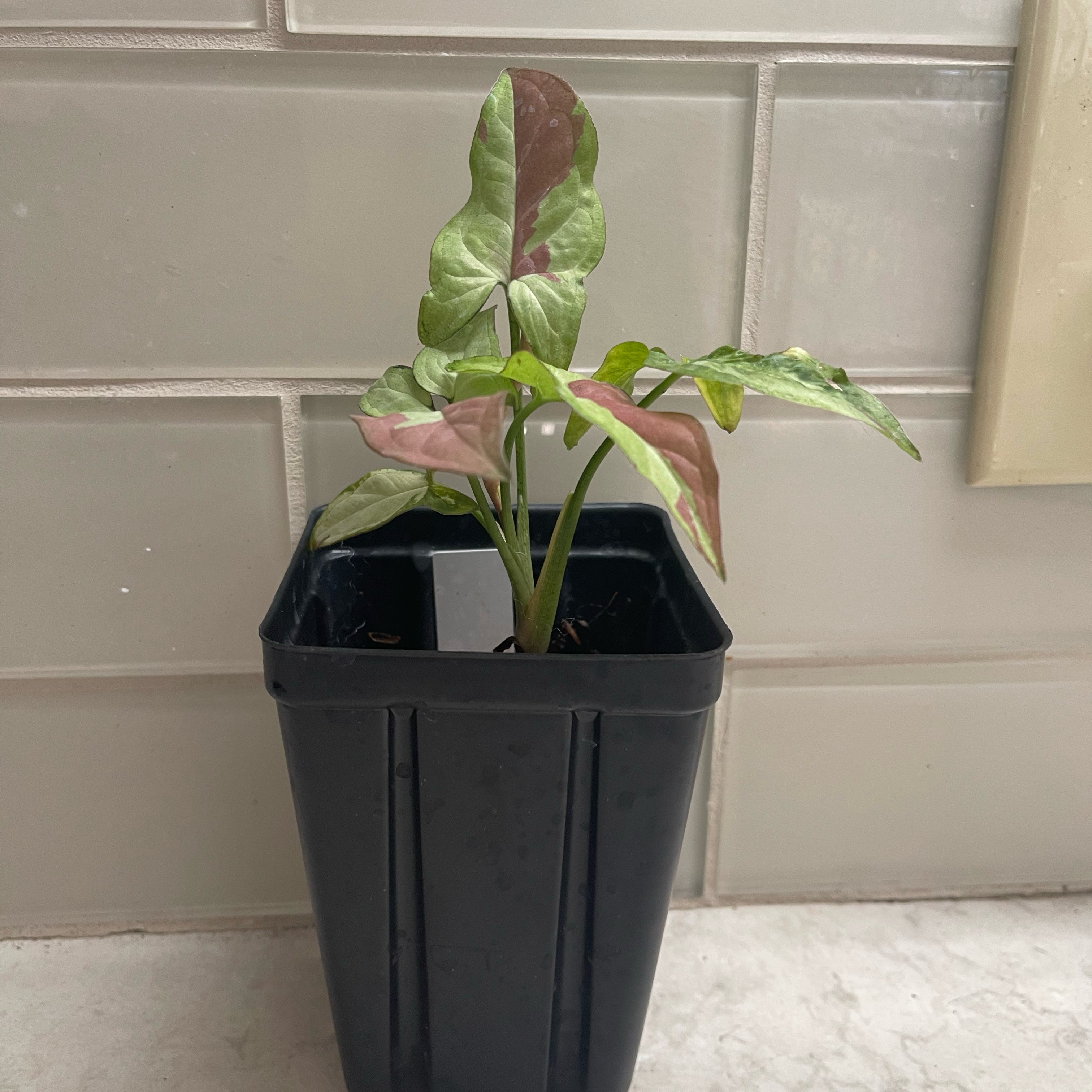 Keep Your Syngonium Orm Nagpum Alive: Light, Water & Care Instructions