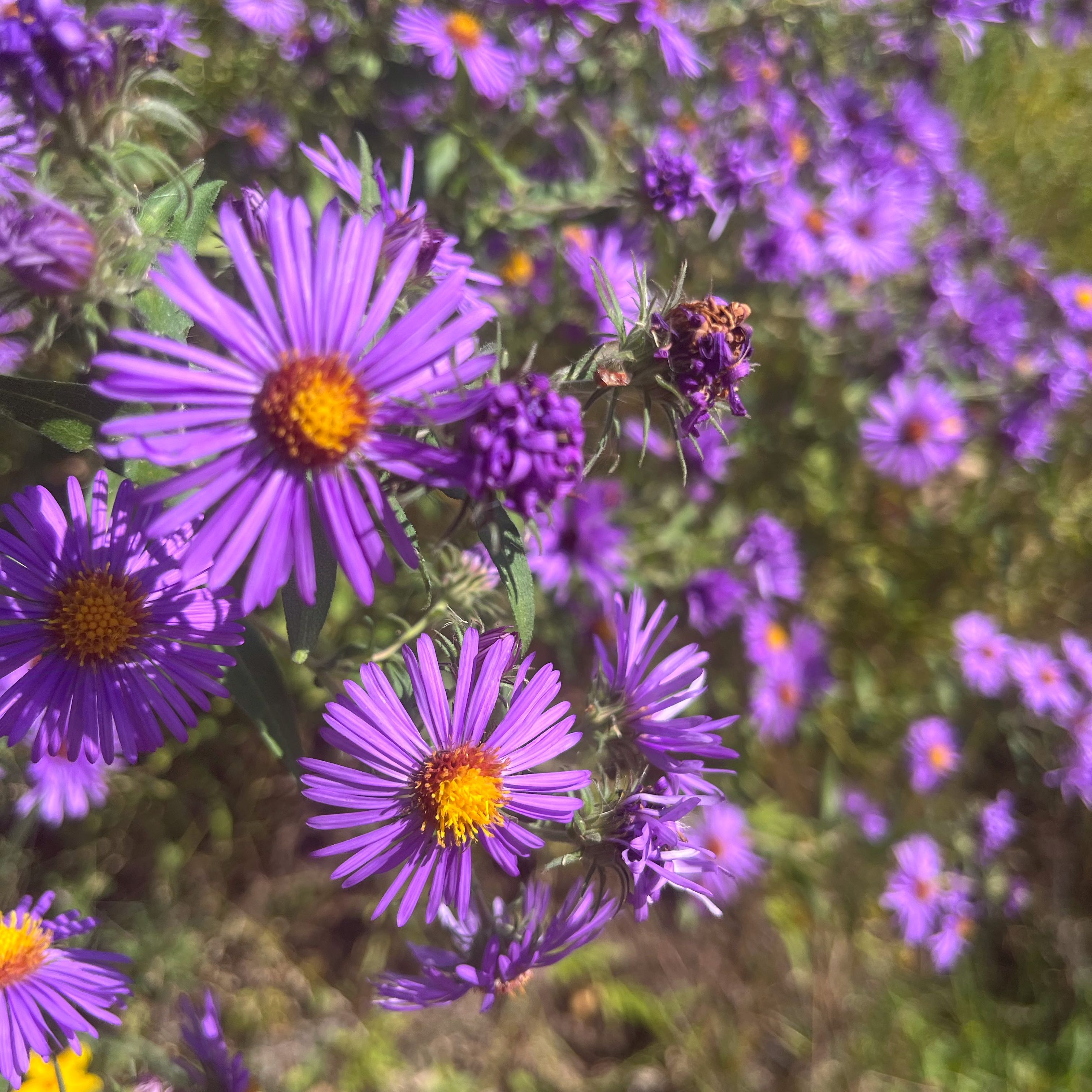 Black Spots on My New England Aster Leaves