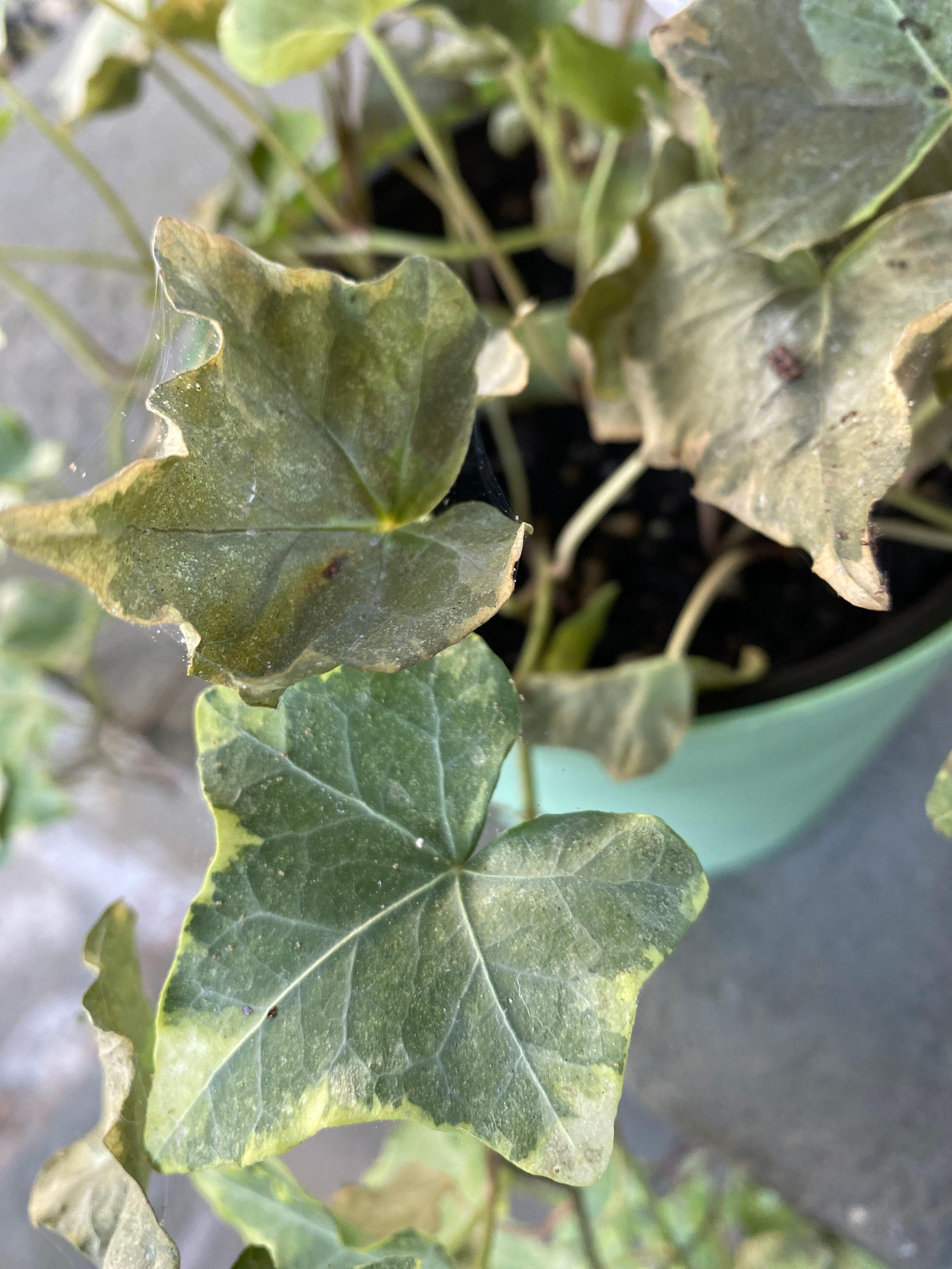 English Ivy's Best Friends: Top Companion Plants