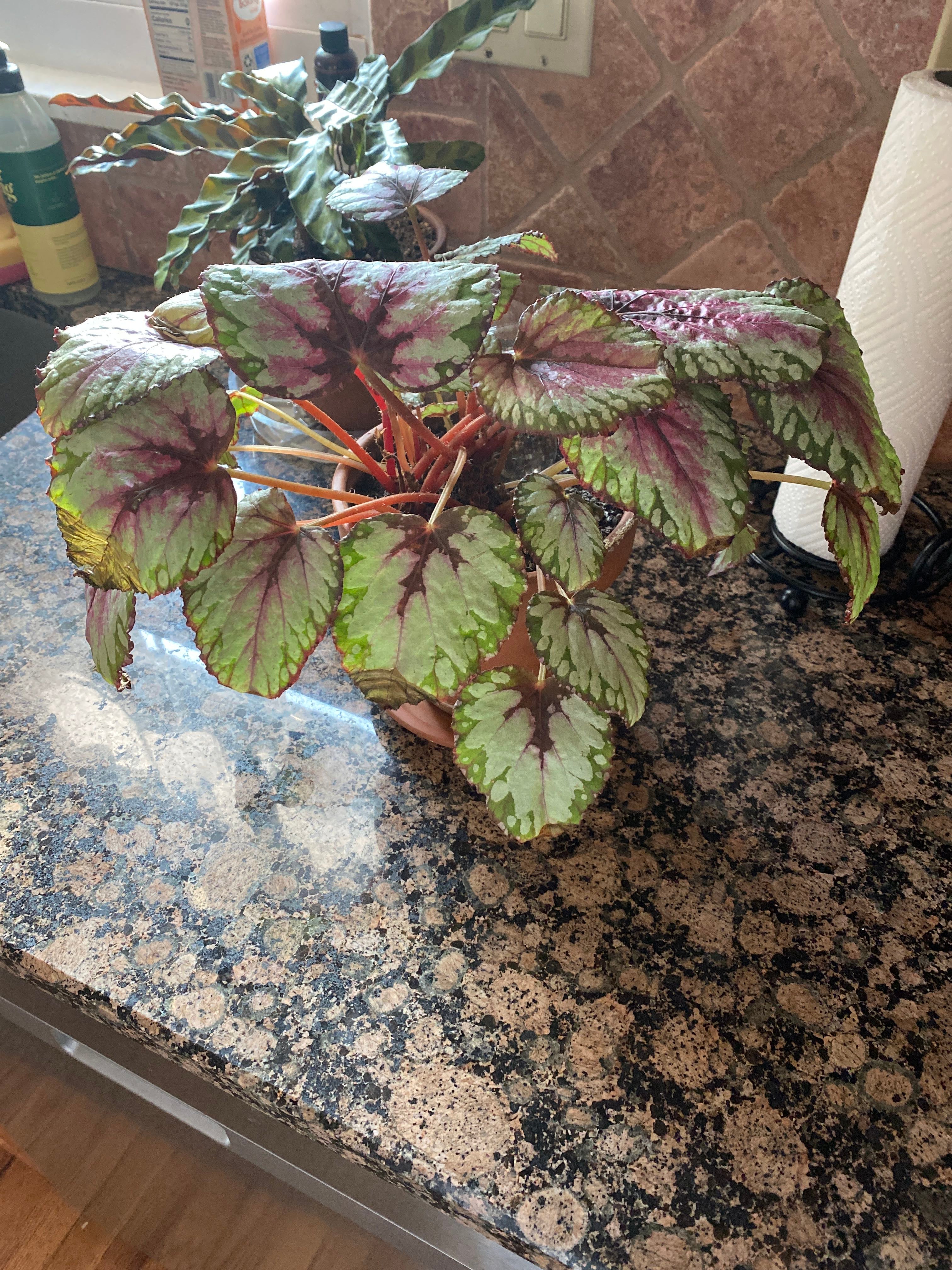 🌸 Common Begonia Problems and Solutions