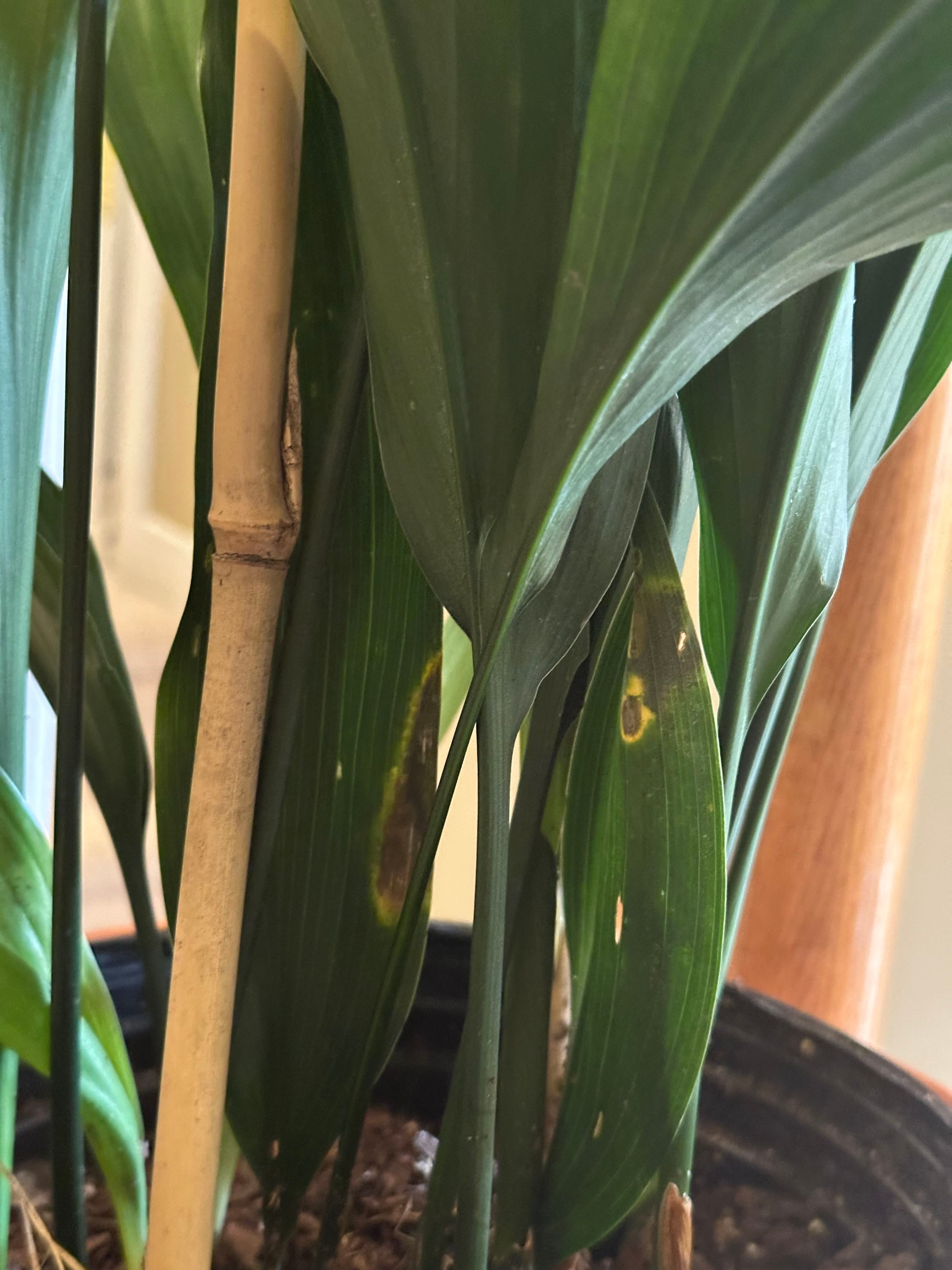 🌸 3 Tips for Fixing Flower Problems in Aspidistra