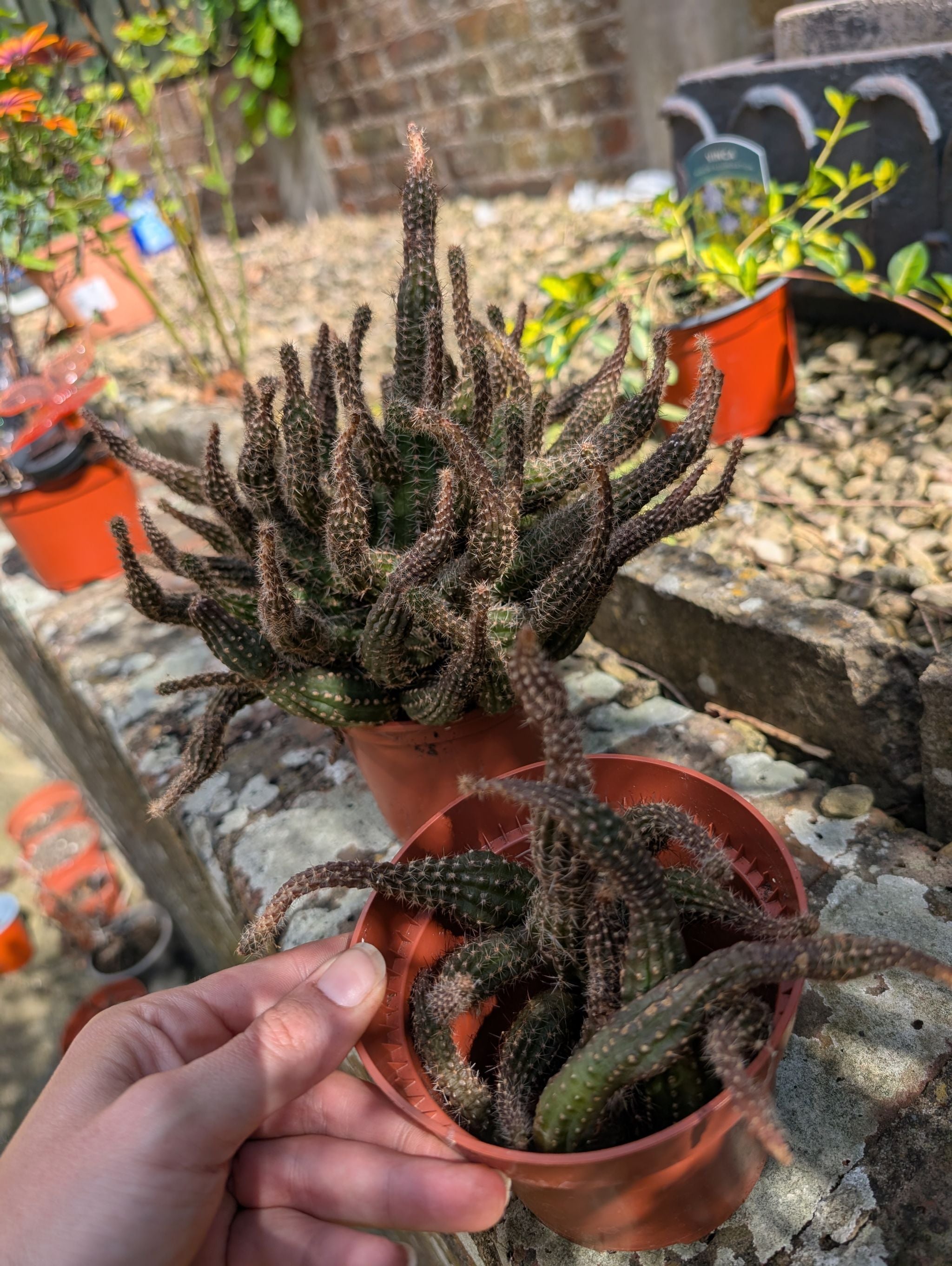 The Complete Lady Finger Cactus Plant Care Guide: Water, Light & Beyond