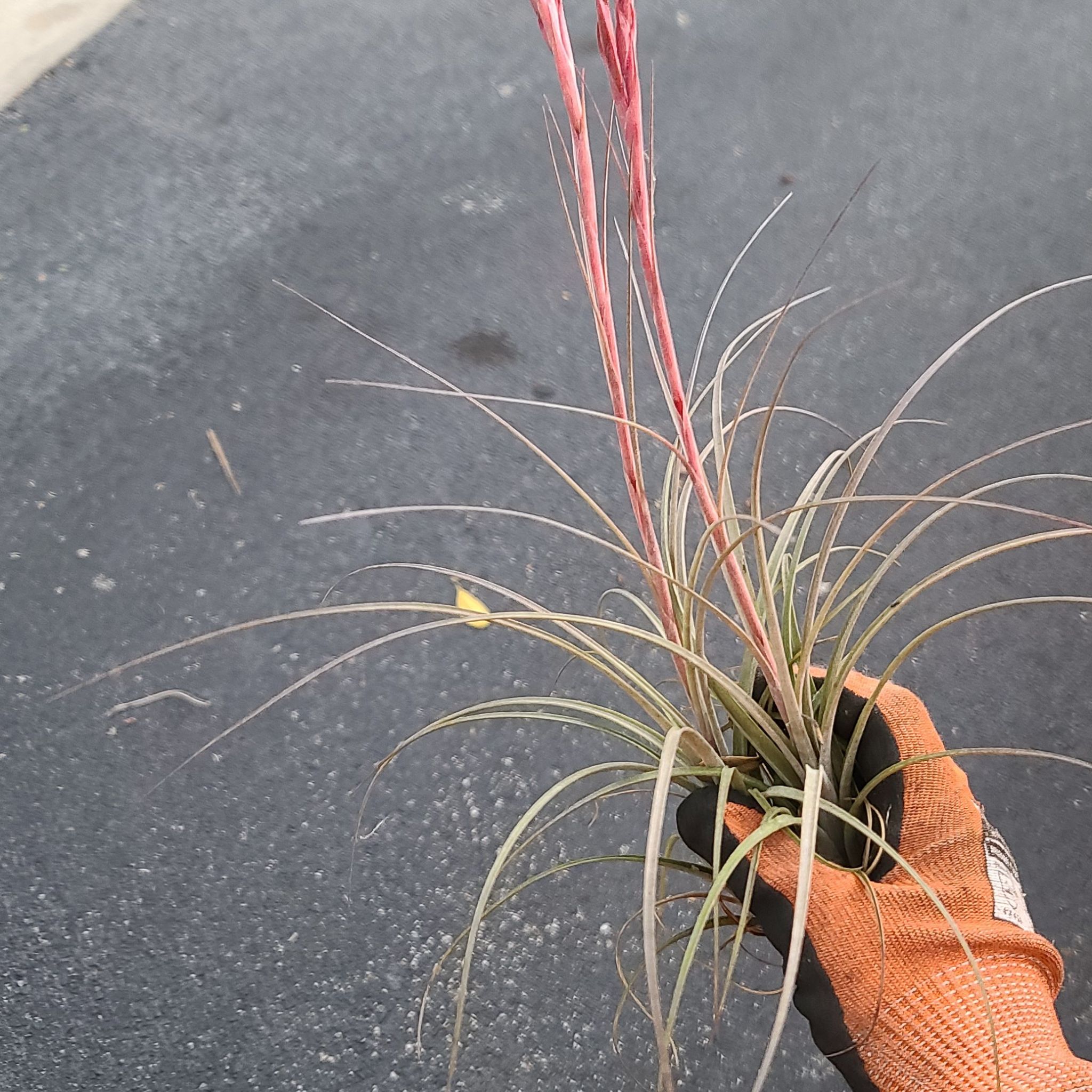 How to Propagate Your Chinese Silver Grass